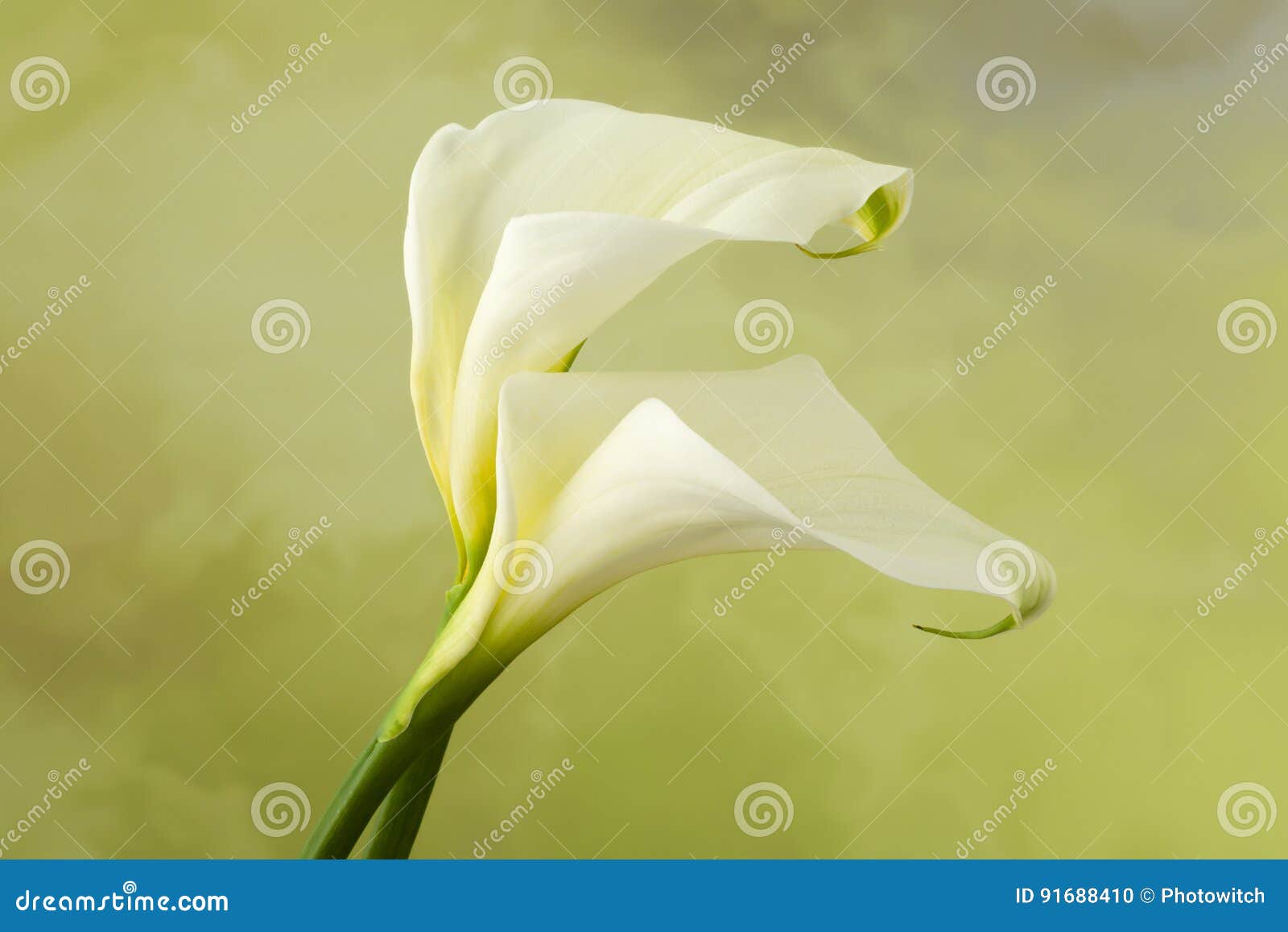 Arum Calla flowers stock photo. Image of green, closeup - 91688410