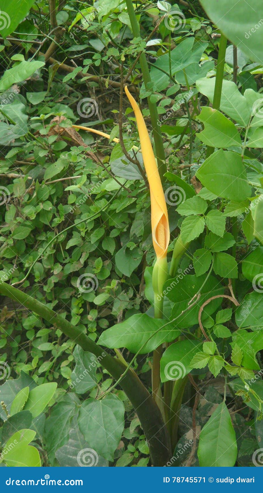 Arum flower. stock image. Image of flower, flowerit, arum - 78745571