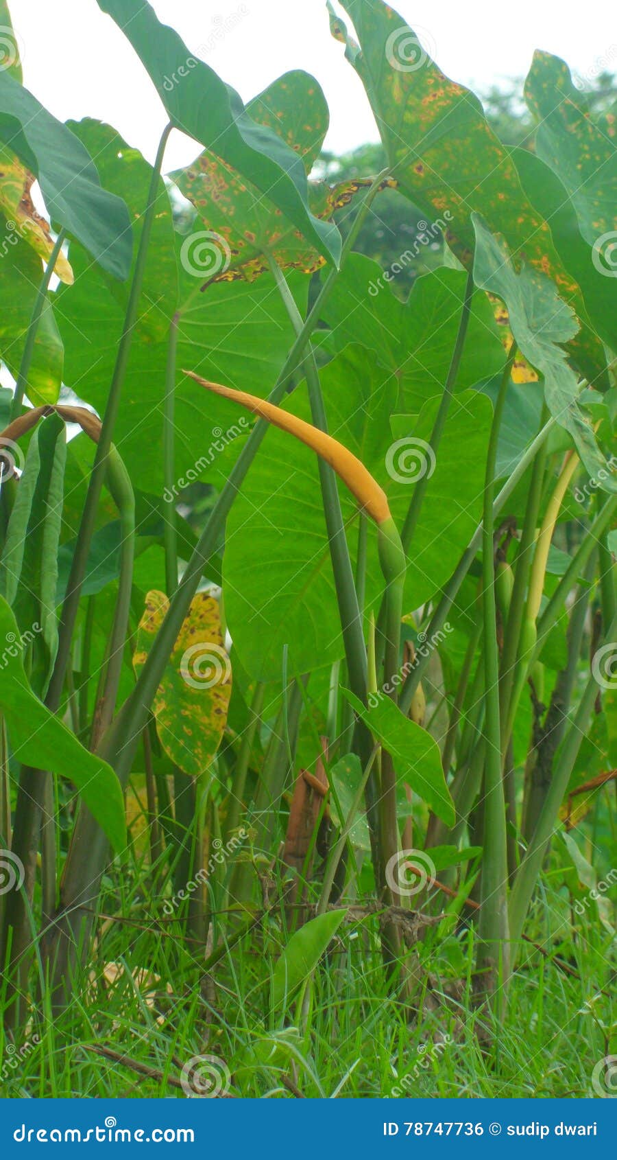 Arum flower stock photo. Image of flower, looks, flowerit - 78747736