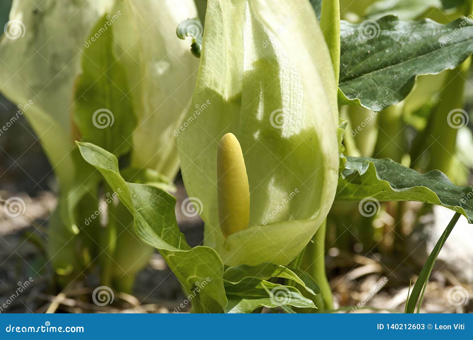 Arum Italicum Ground Flower Stock Image - Image of bread, italicum ...
