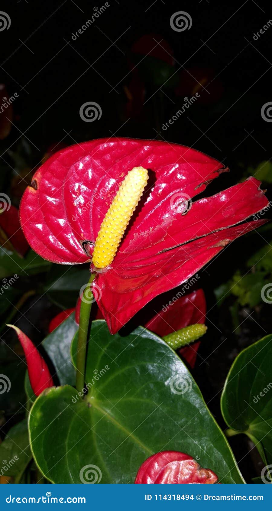 Arum Lily stock photo. Image of flower, lily, beautiful - 114318494