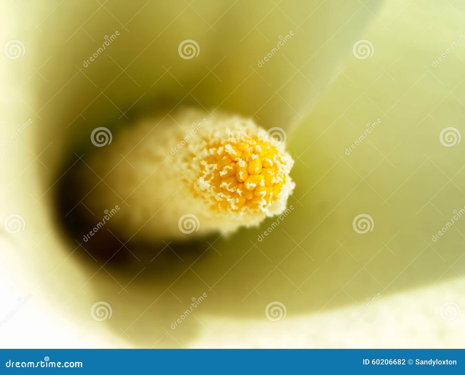 Arum Lily stamen stock photo. Image of south, arums, lilly - 60206682