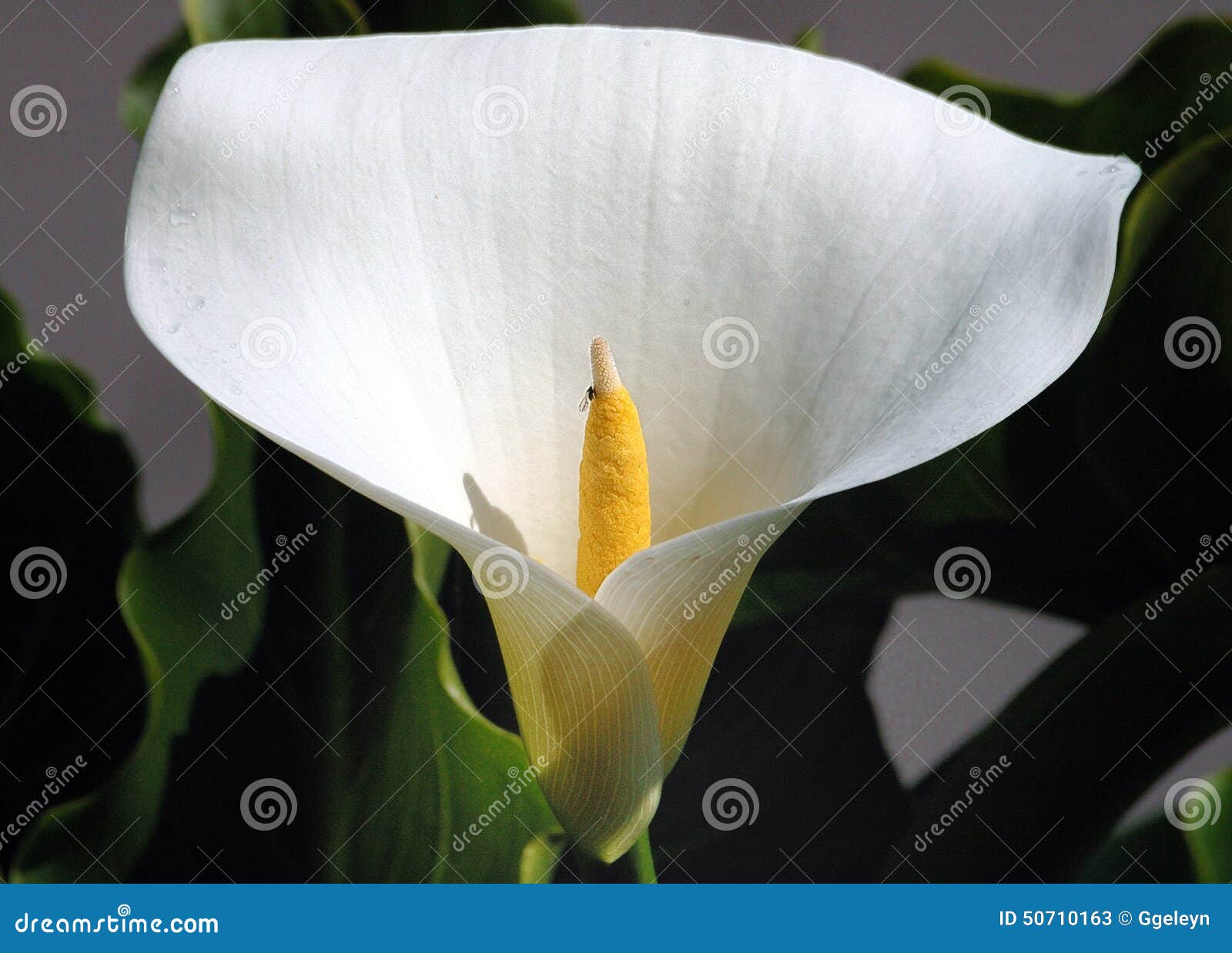 Arum stock image. Image of flower, arum, detail, macro - 50710163
