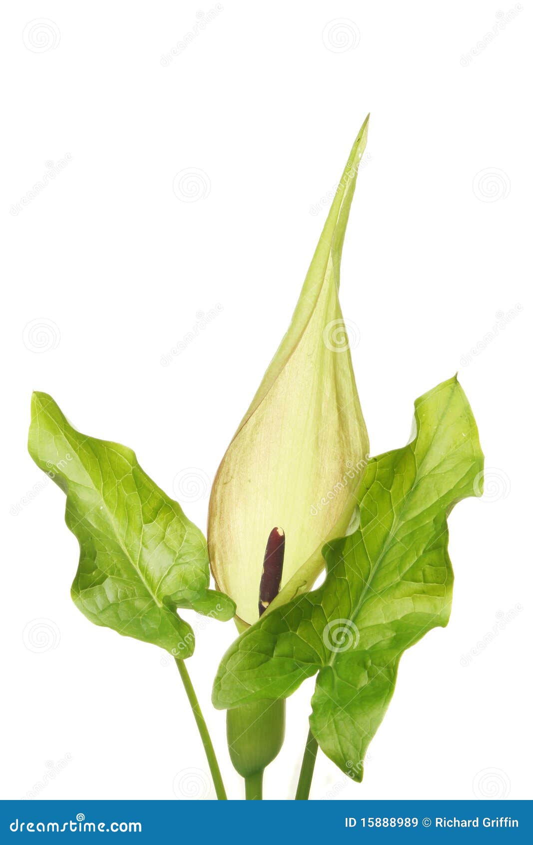 Arum Maculatum stock image. Image of growth, leaf, spadex - 15888989