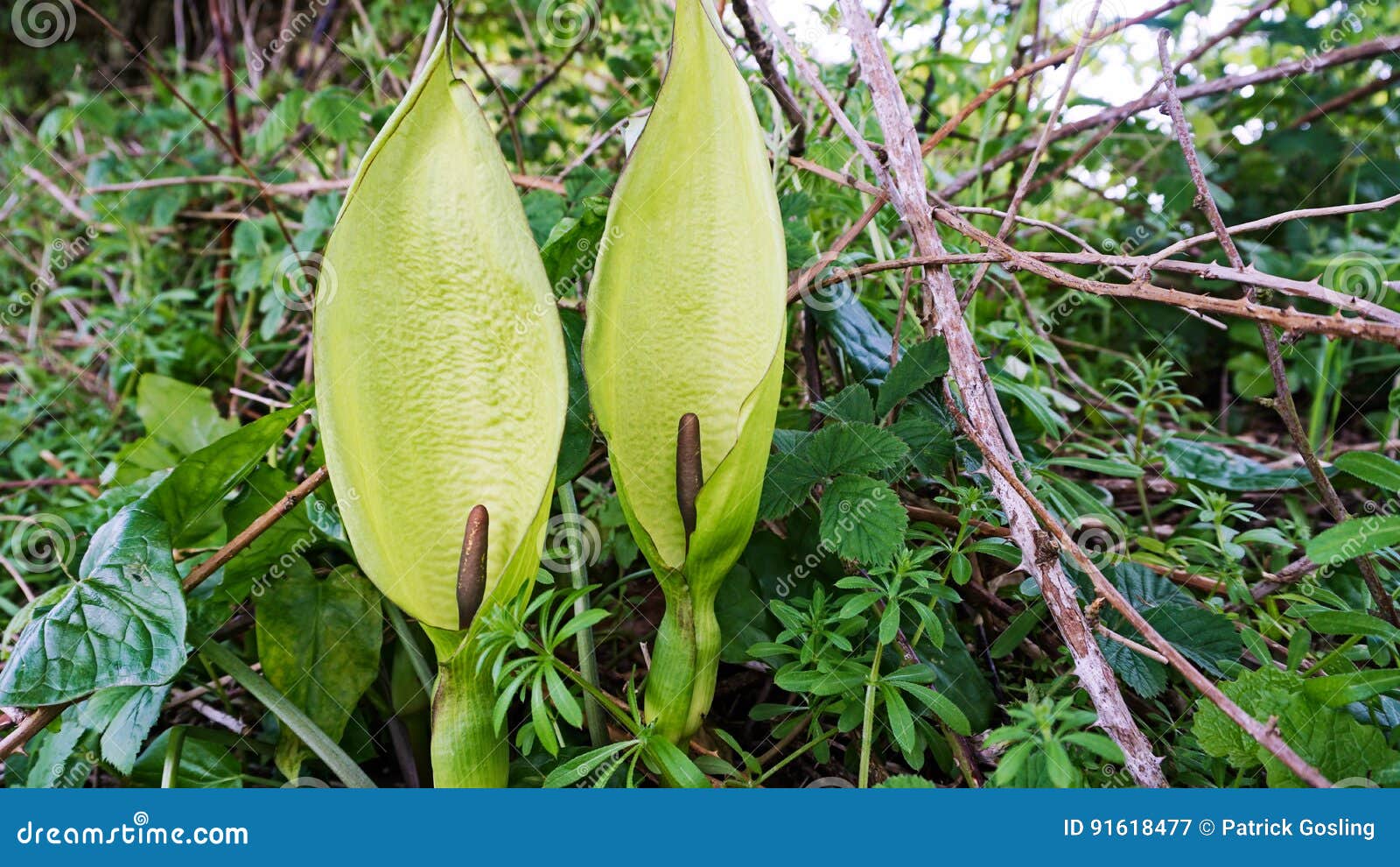 Arum Maculatum Stock Image Image Of Maculatum Lily 91618477