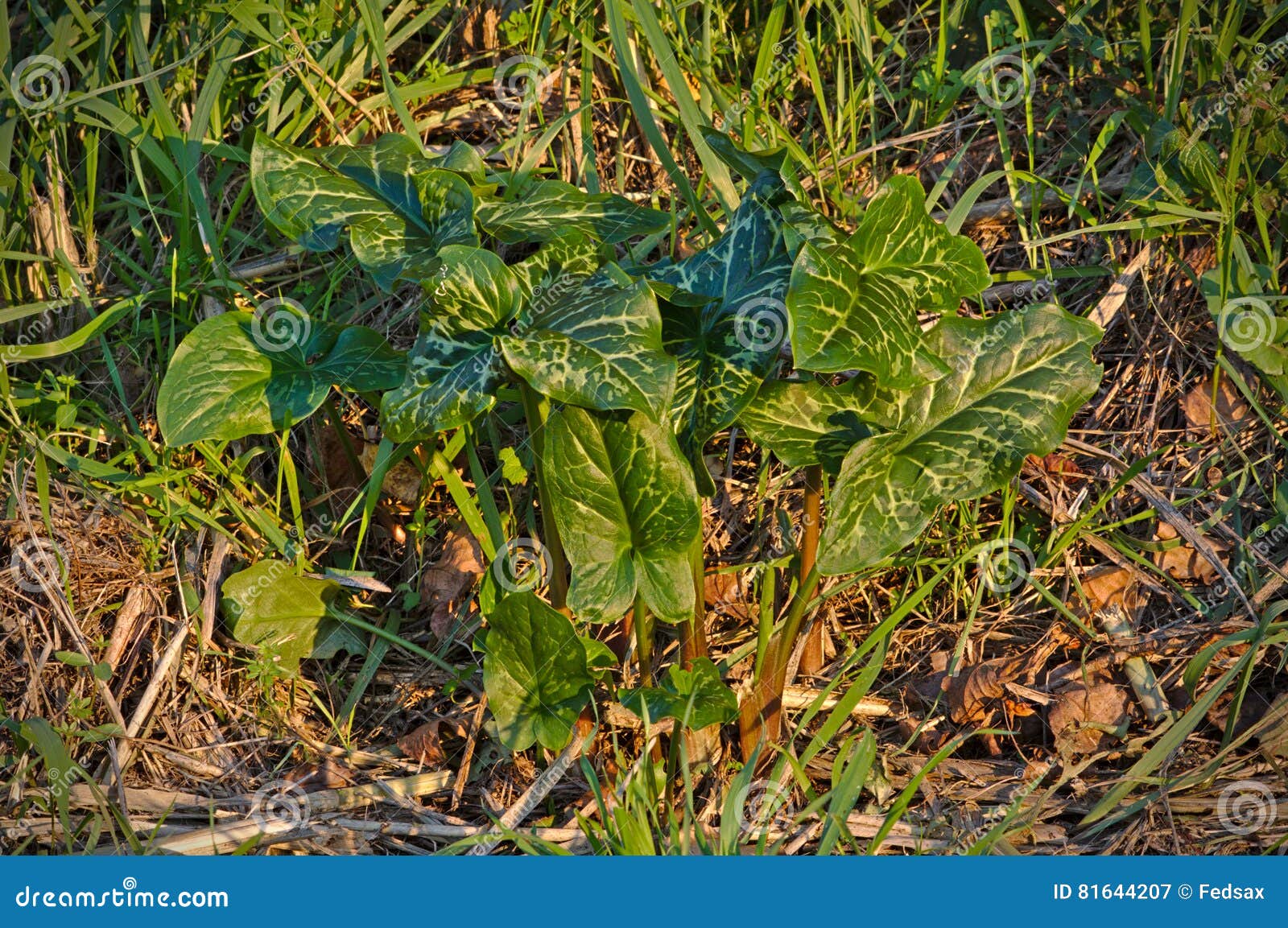 Arum maculatum stock image. Image of leaves, lords, spadix - 81644207