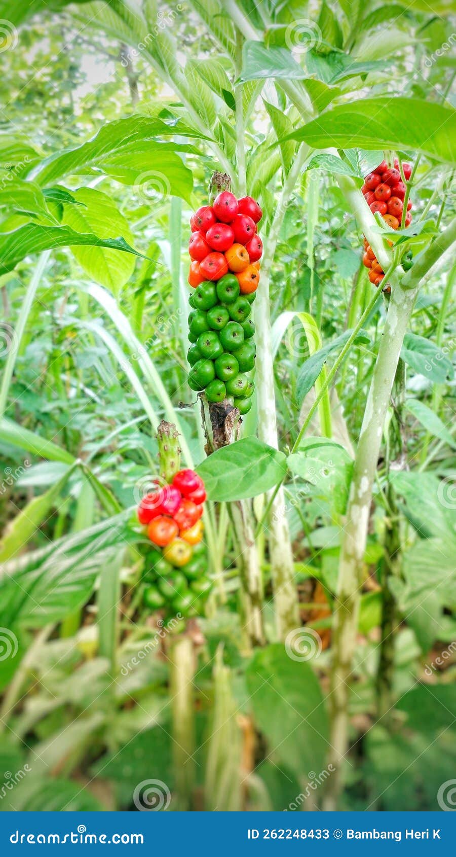 The Arum Plant is Bearing Fruit Stock Image - Image of fruit, arum ...
