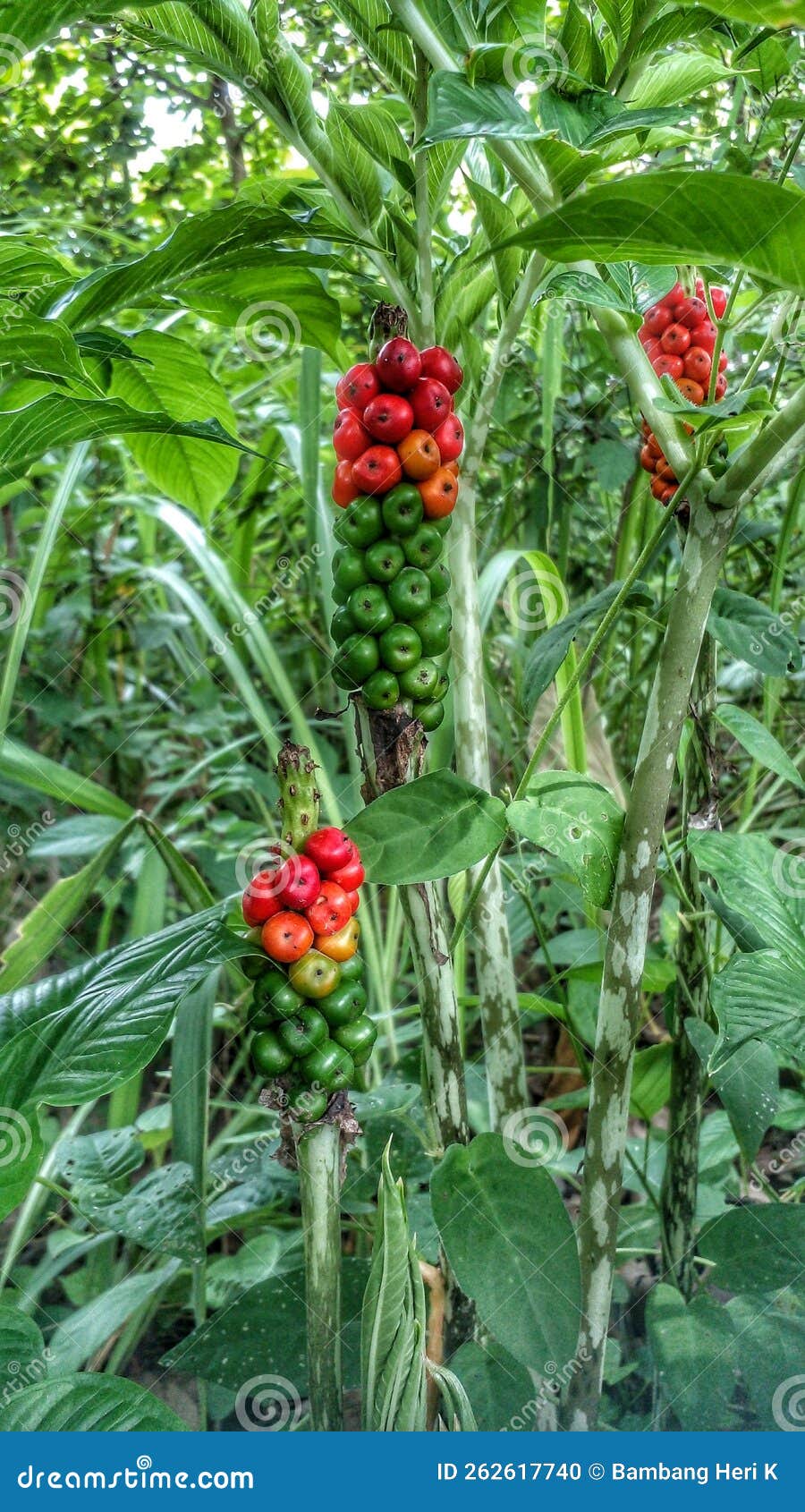 The Arum Plant is Bearing Fruit Stock Photo - Image of bearing, natural ...