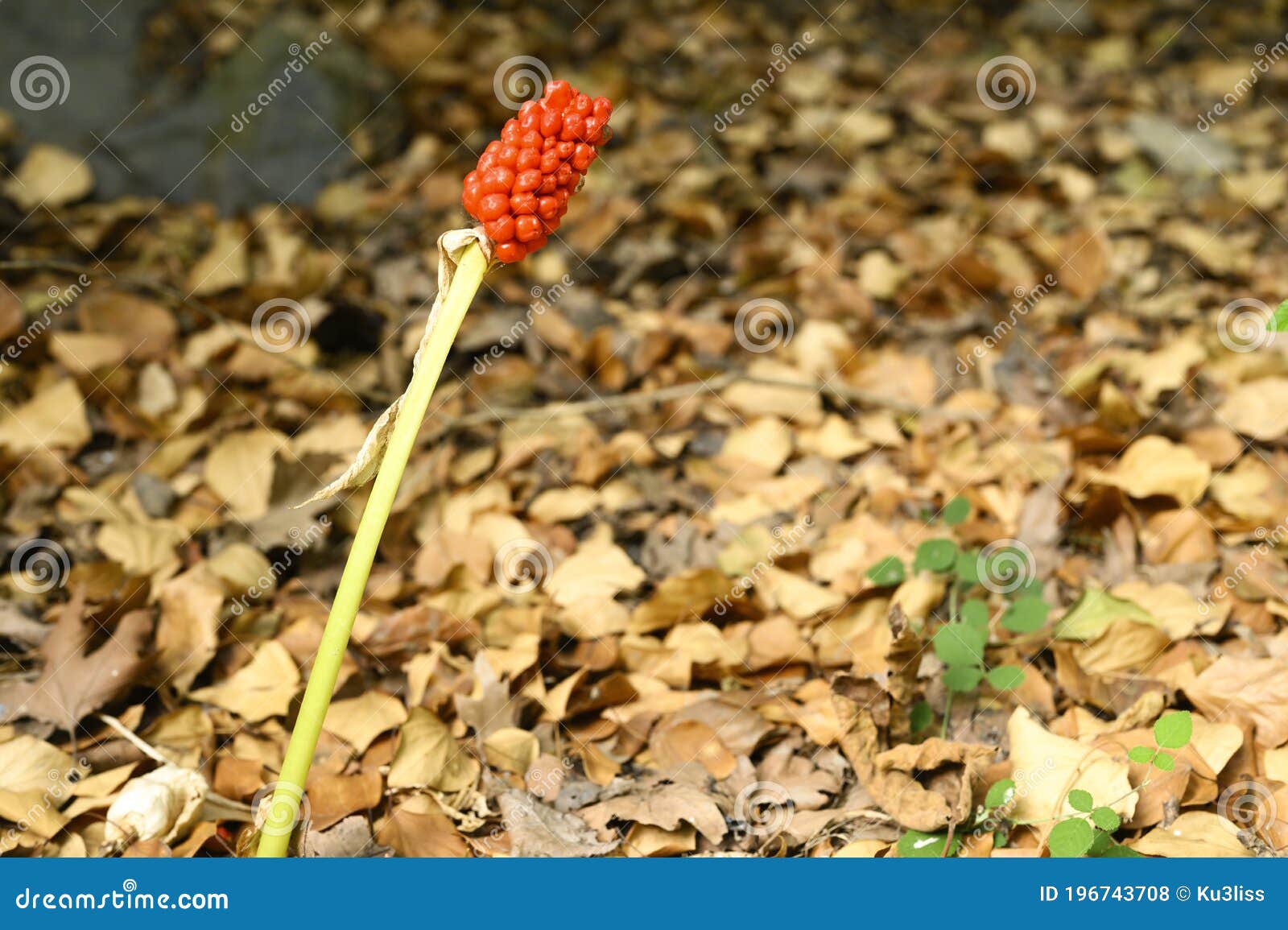 Arum Plant with Ripe Red Berries in the Forest. Stock Photo - Image of ...