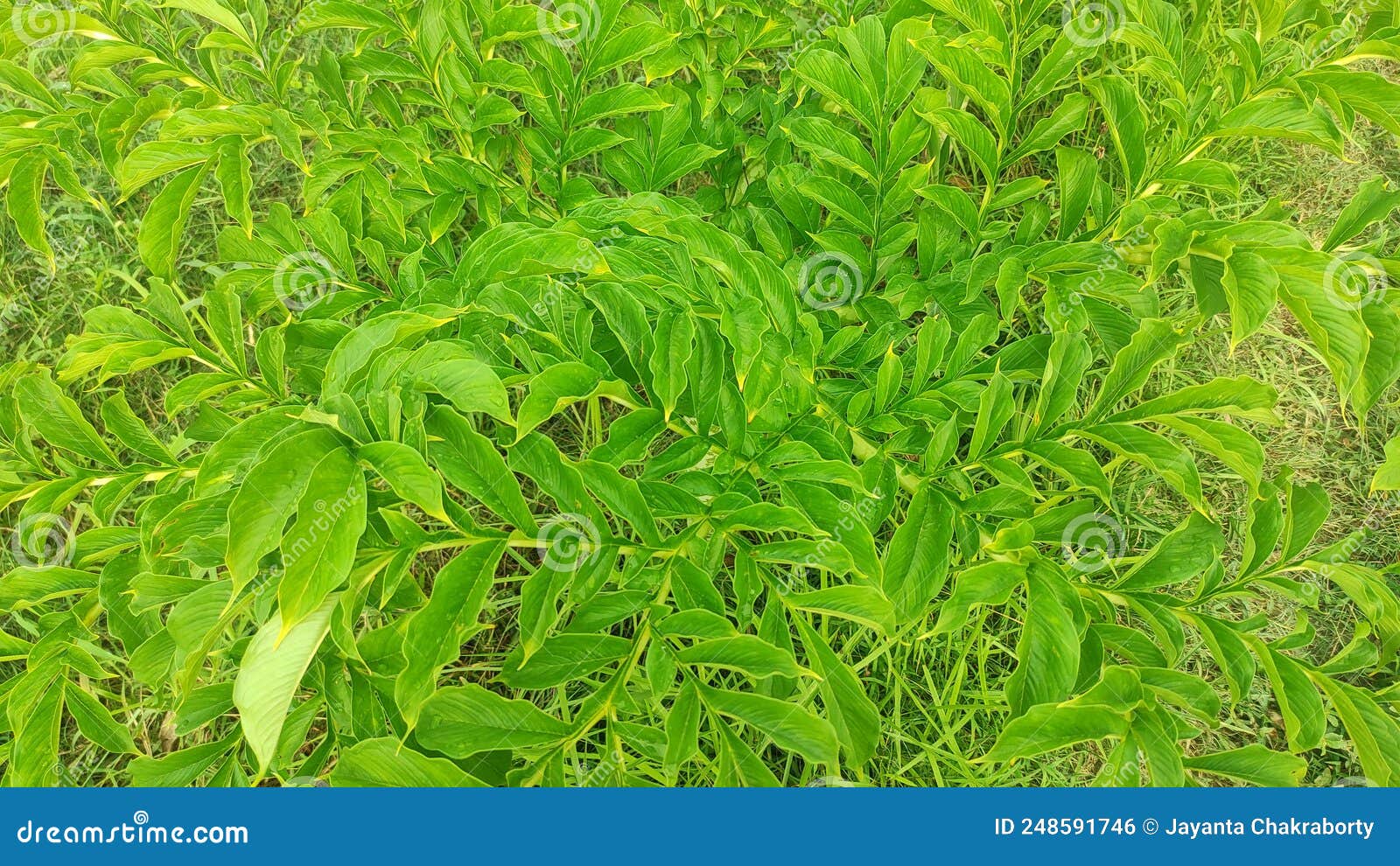 Arum root plant in india stock photo. Image of food - 248591746
