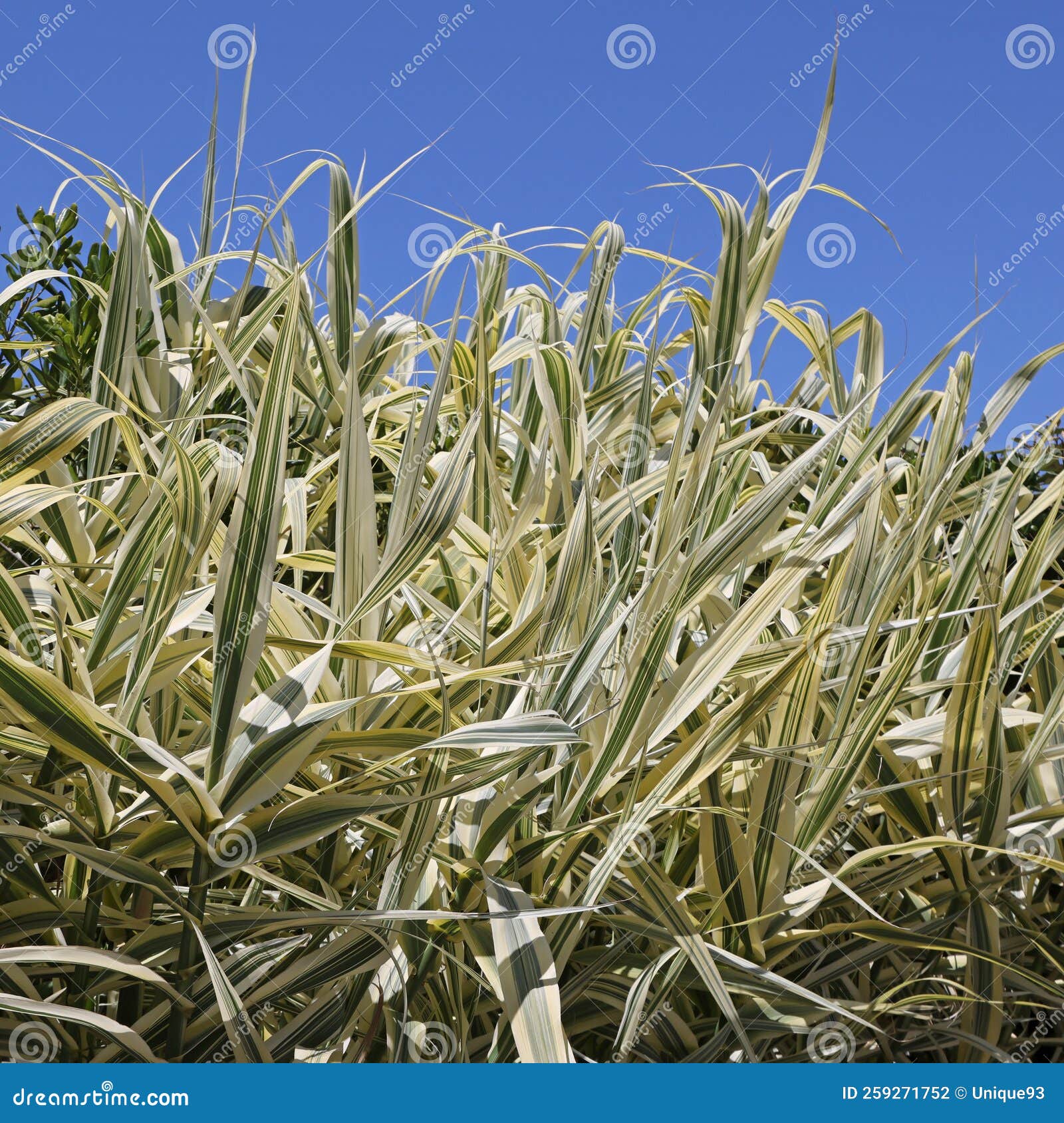 Arundo donax variegata stock photo. Image of garden - 259271752