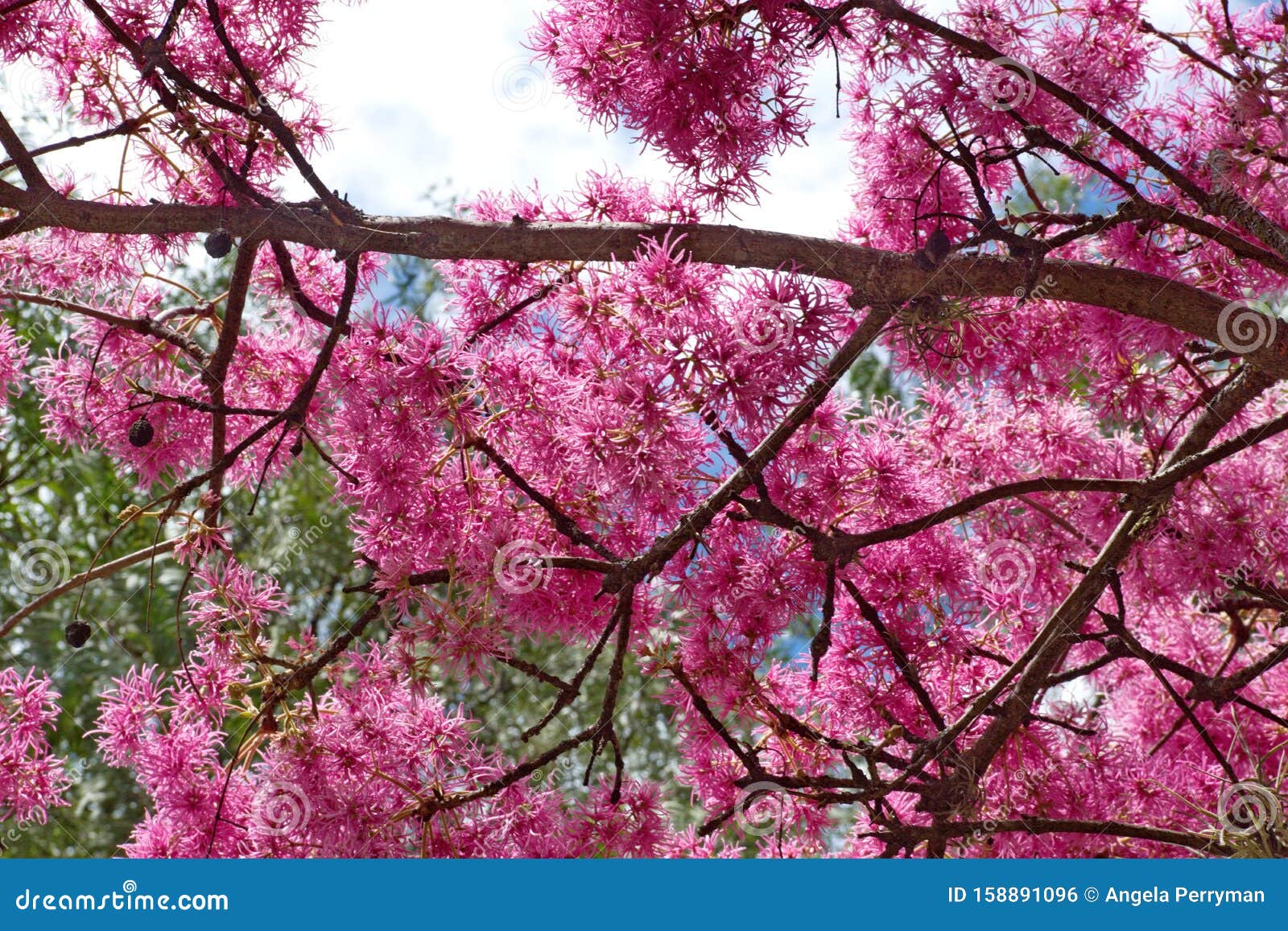 Arupo tree in bloom stock photo. Image of pink, arupo - 158891096