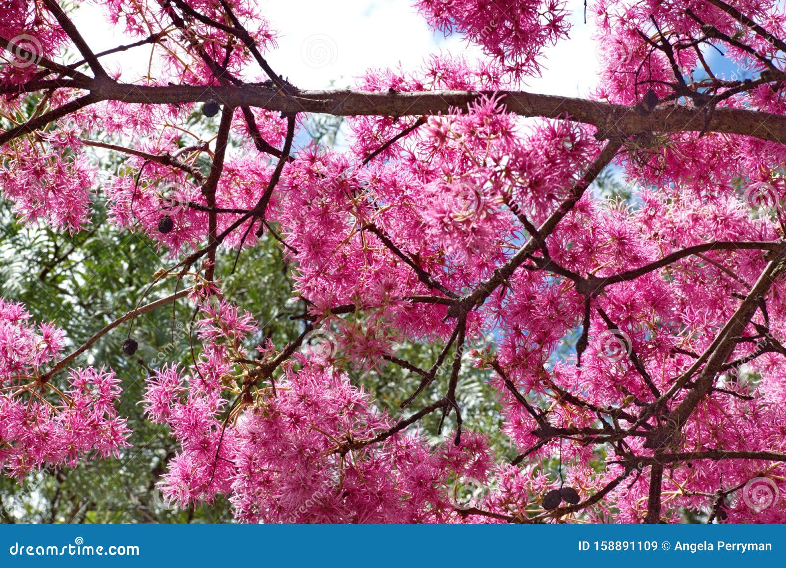 Arupo tree in bloom stock image. Image of cotacachi - 158891109