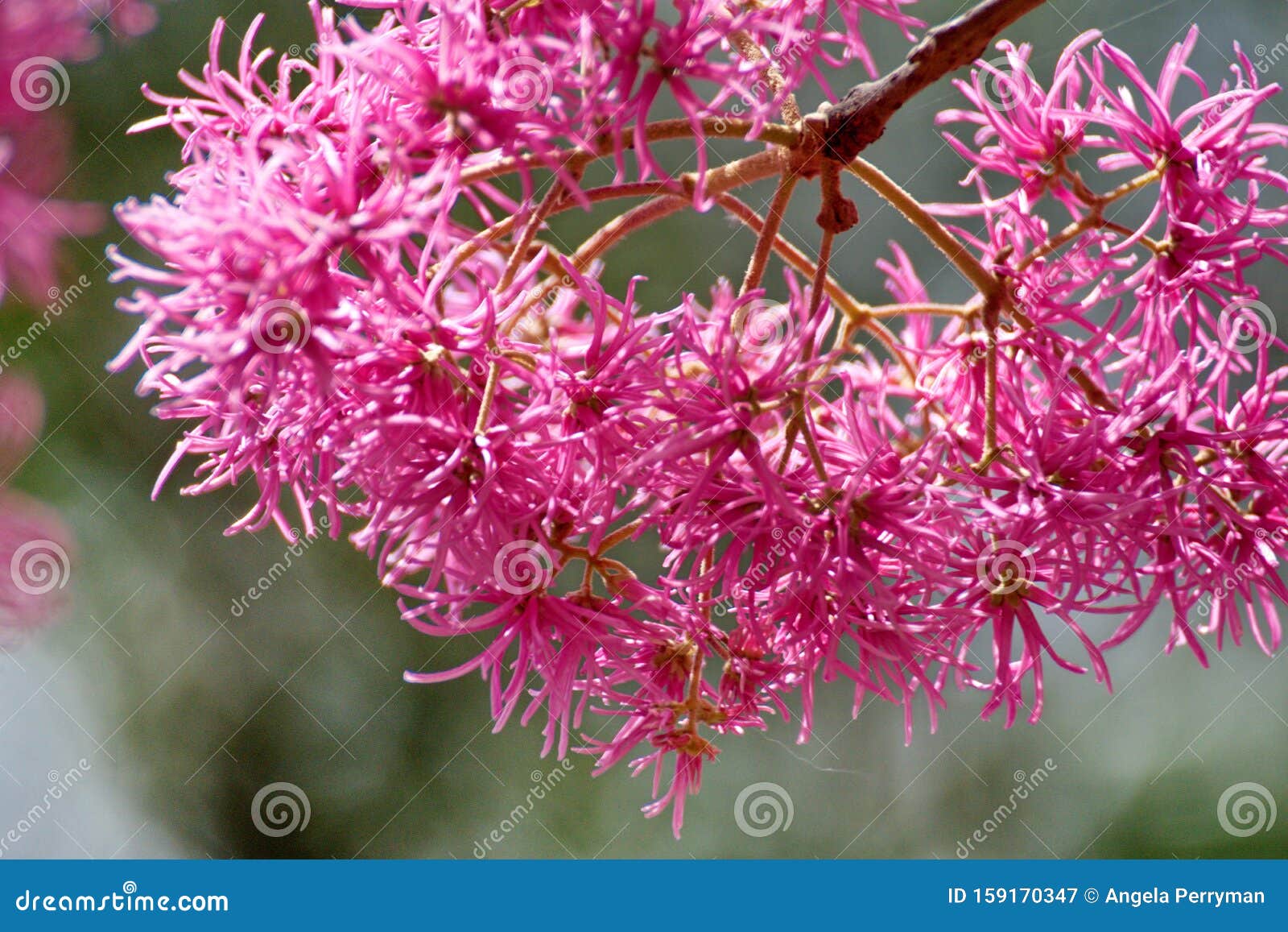 Arupo tree in bloom stock image. Image of pink, arupo - 159170347