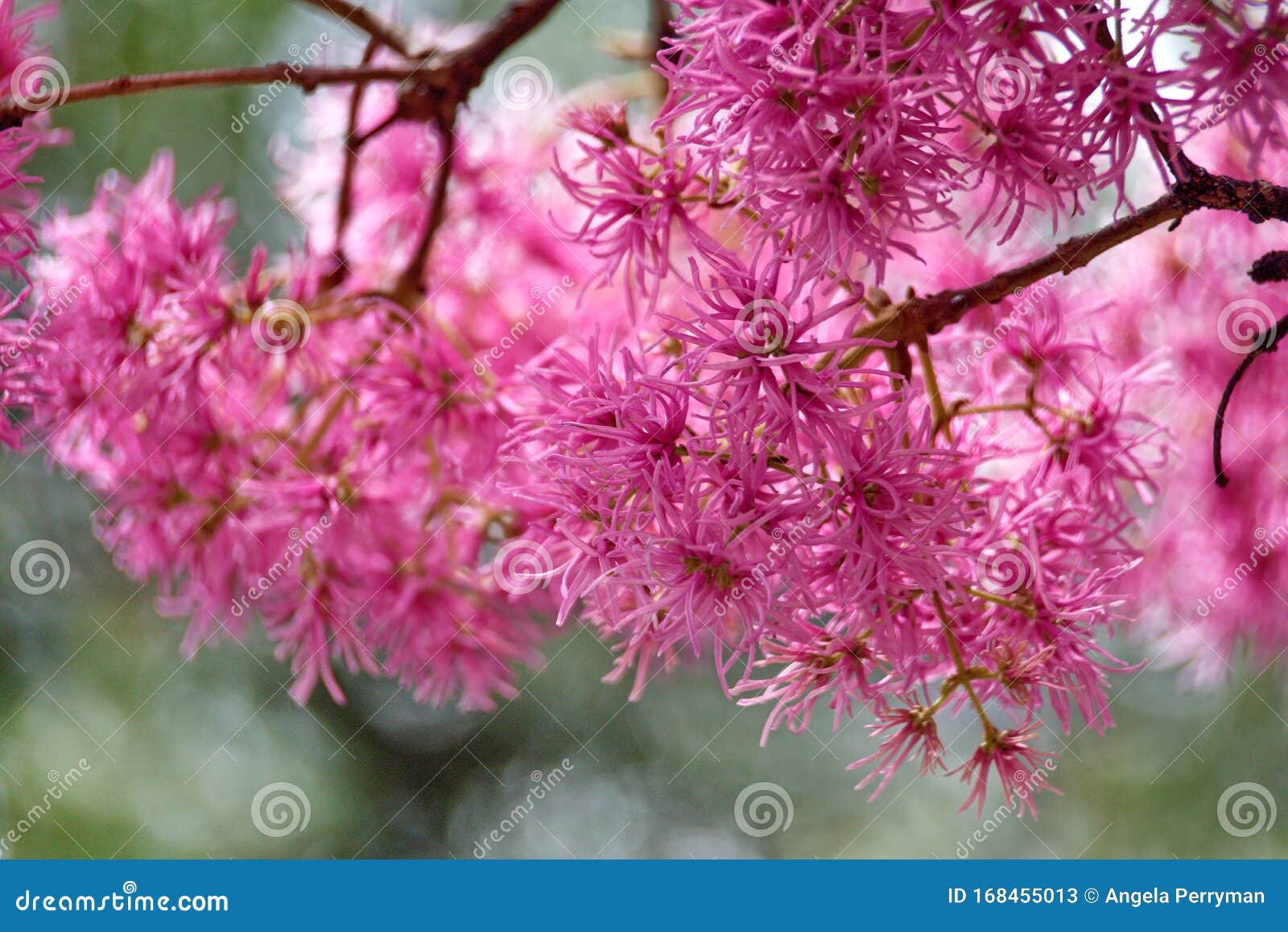 Arupo tree in bloom stock image. Image of cotacachi - 168455013