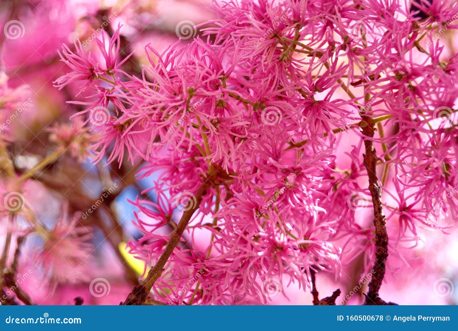 Arupo tree in bloom stock photo. Image of tree, arupo - 160500678