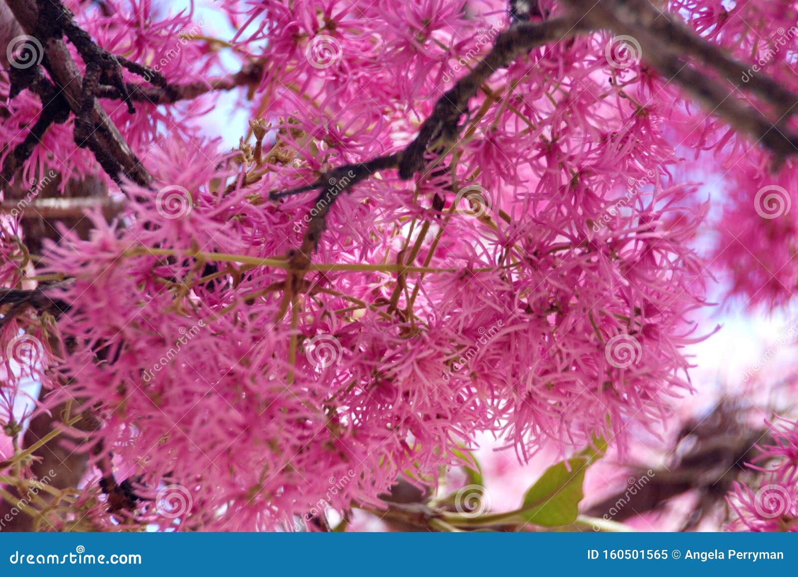 Arupo tree in bloom stock image. Image of tree, park - 160501565