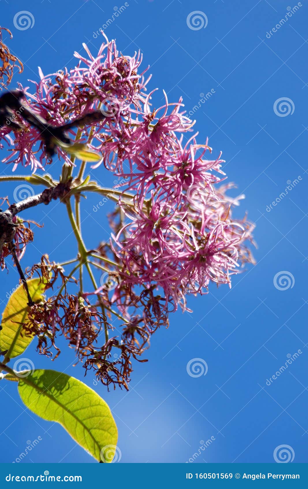 Arupo tree in bloom stock image. Image of bloom, flower - 160501569