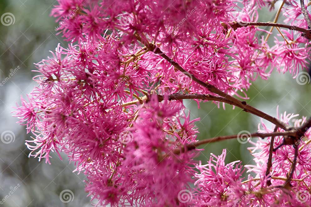 Arupo tree in bloom stock photo. Image of pink, park - 160501602