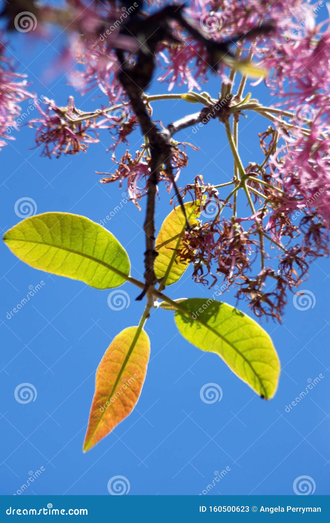 Arupo Tree with Leaves in Bloom Stock Image - Image of park, village ...