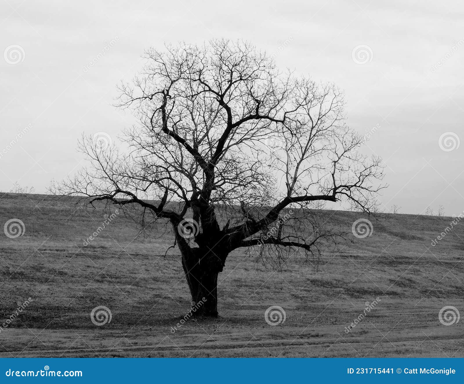 Arvada stand alone tree stock image. Image of nature - 231715441