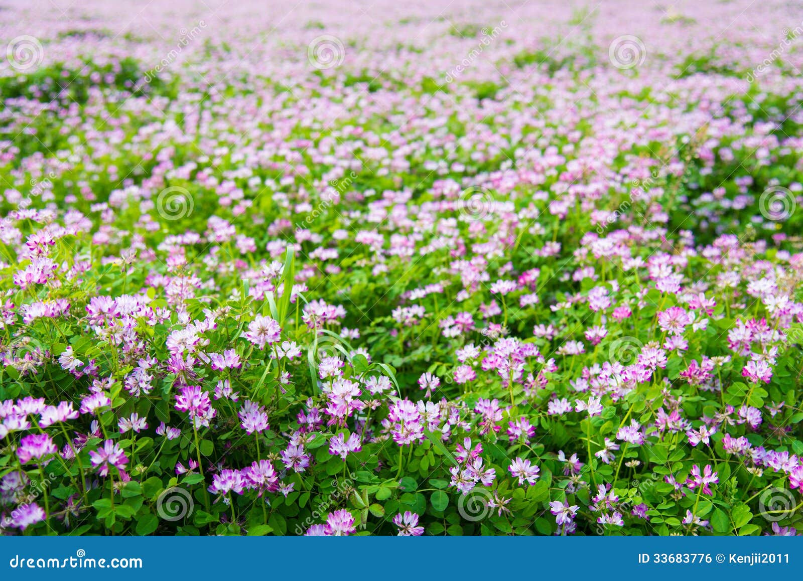 Arveja de leche china foto de archivo. Imagen de campo - 33683776