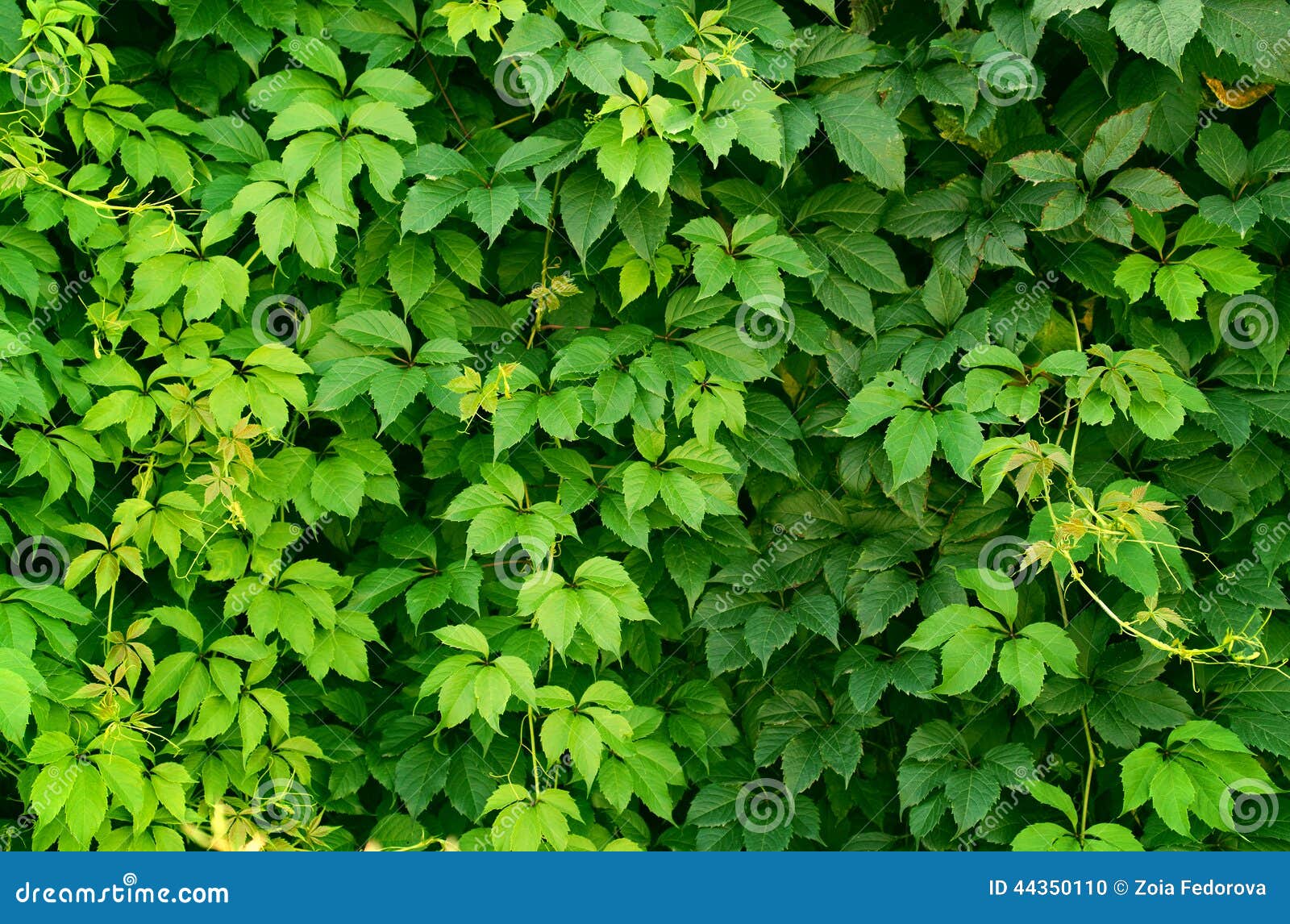 Arvensis Violeta De La Enredadera Foto de archivo - Imagen de verde ...
