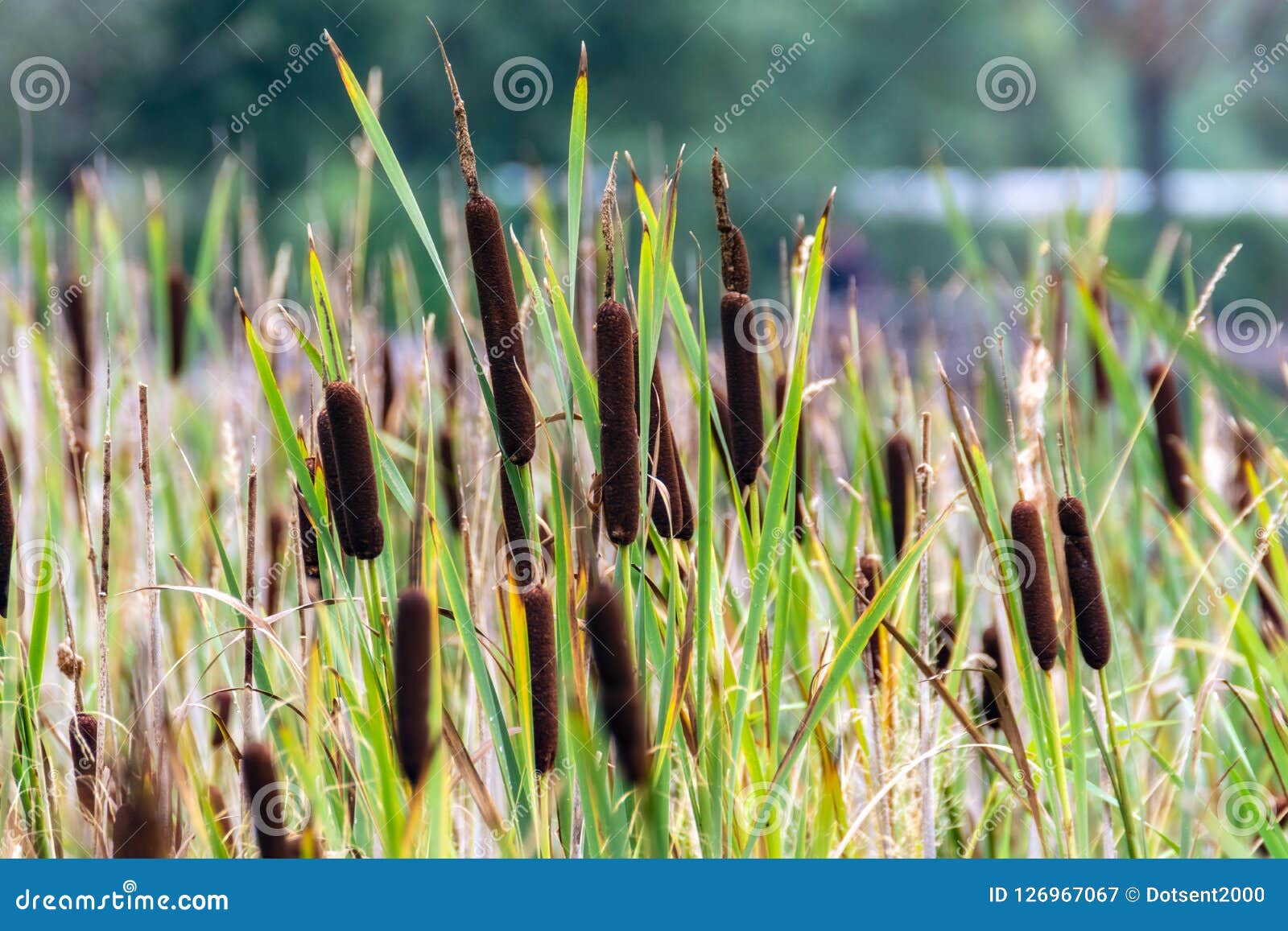 Arvoredos de juncos do rio imagem de stock. Imagem de borra - 126967067