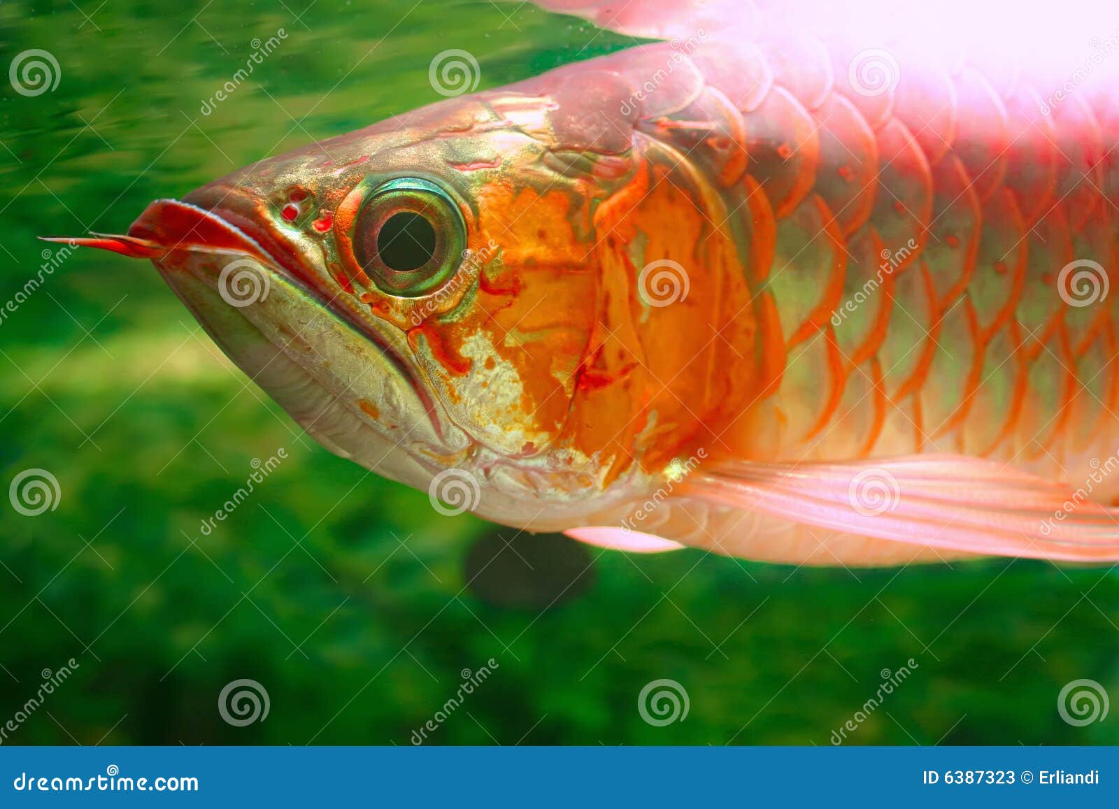 Arwana Fish 2 Picture. Image: 6387323