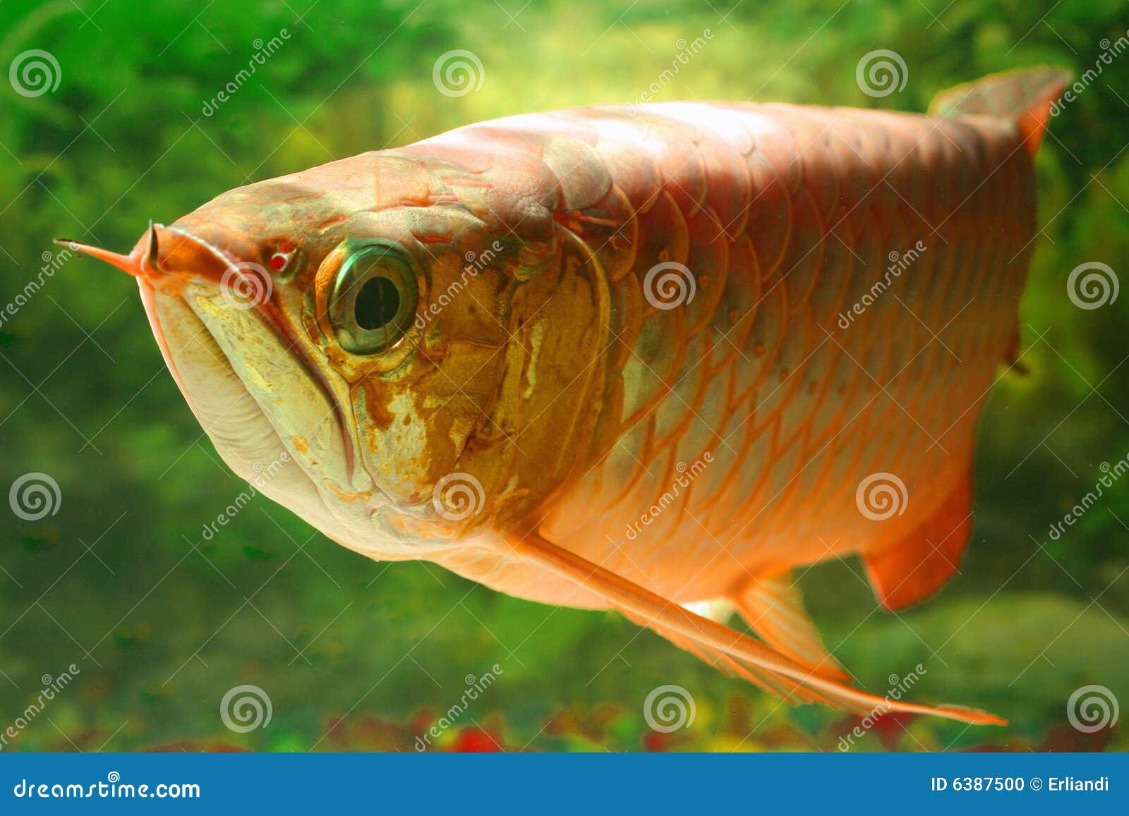 Arwana Fish 3 stock photo. Image of fish, arwana, expensive - 6387500