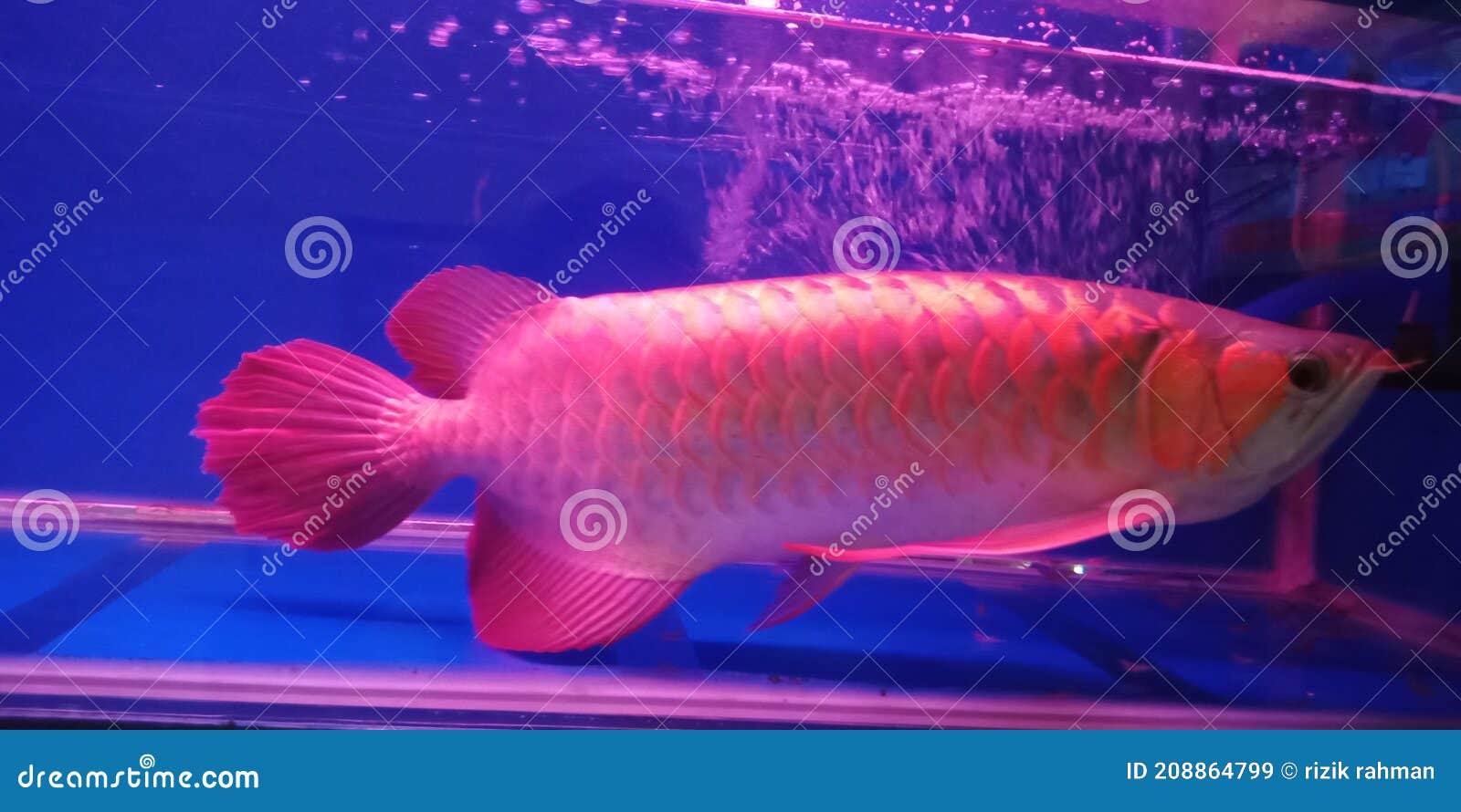 Arwana Red Fish Stock Photos - Free & Royalty-Free Stock Photos from ...
