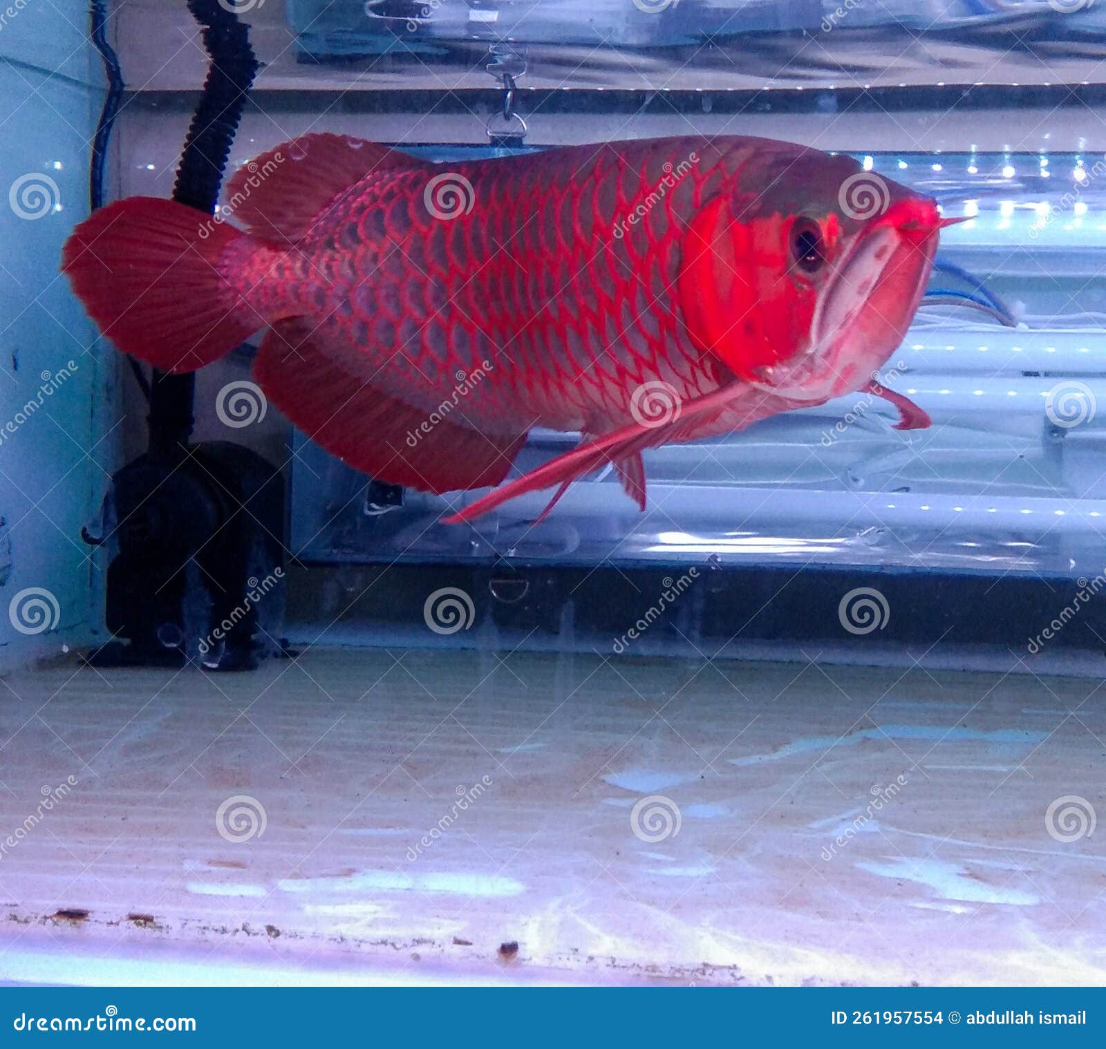 Arwarna Fish with a Red Pattern Stock Photo - Image of pattern ...