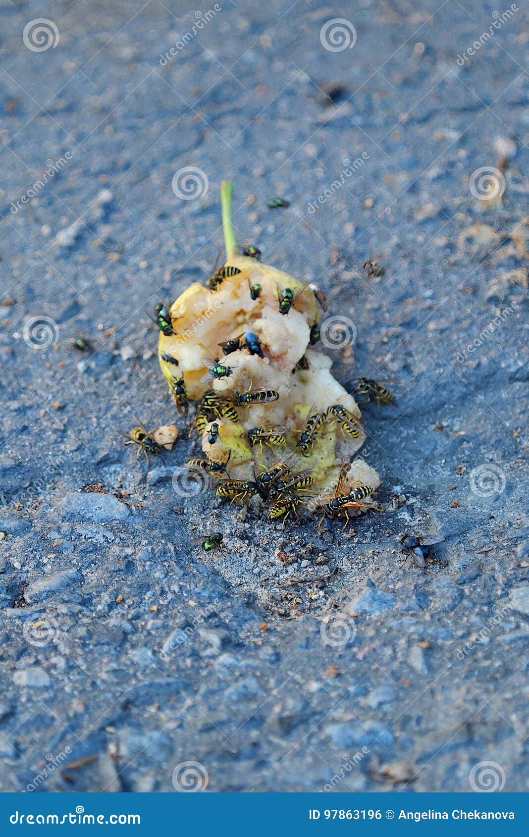 As Abelhas E As Moscas Comem a Pera Na Terra Foto de Stock - Imagem de ...