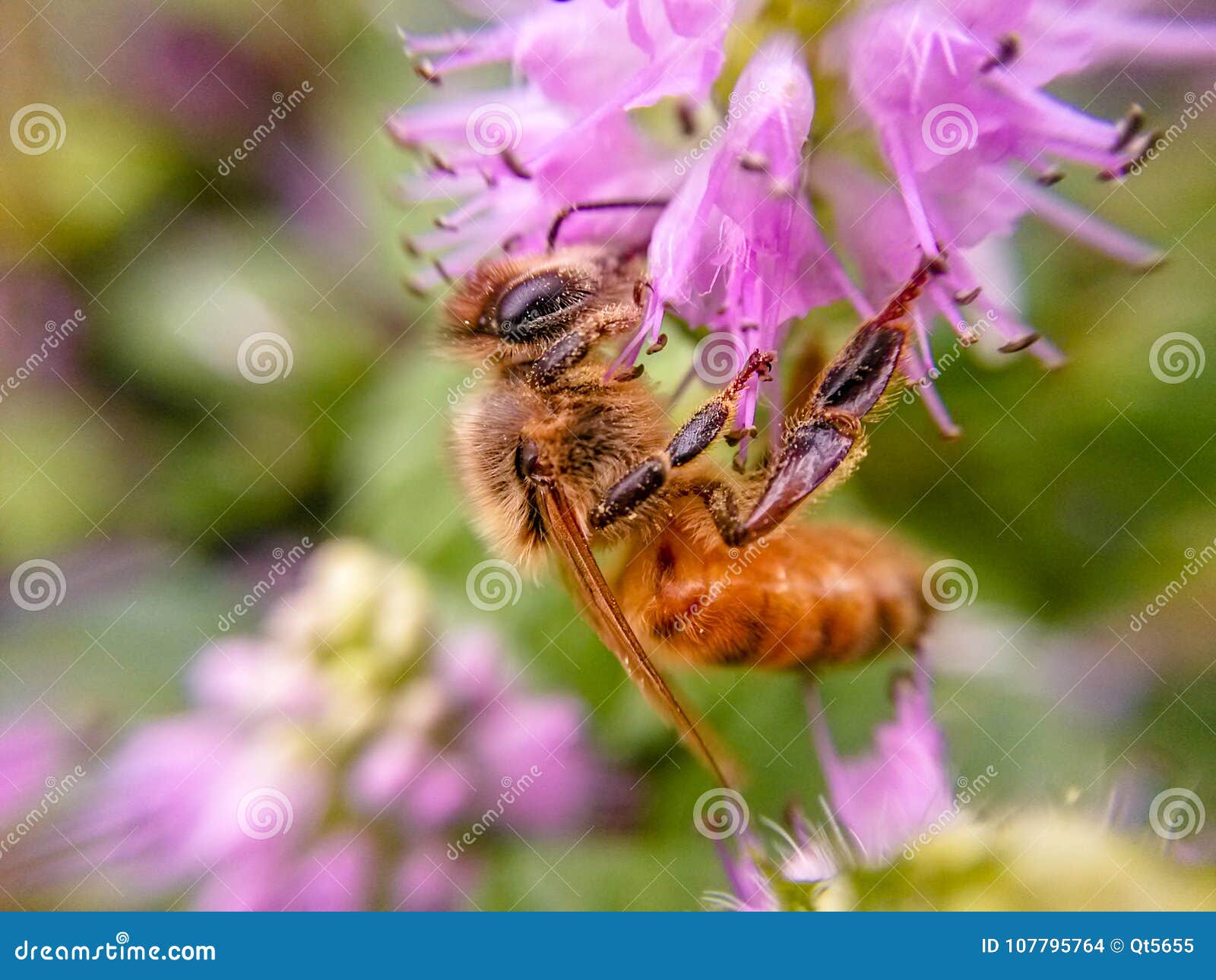 As Abelhas Que Recolhem O Mel Em Flores Roxas Foto de Stock - Imagem de ...