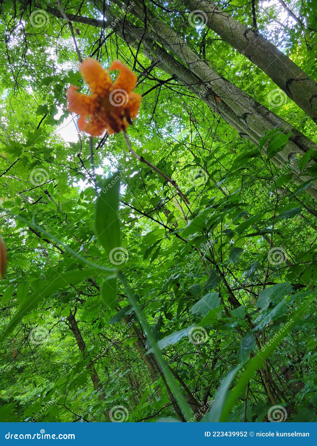 As above, so below stock photo. Image of nature, flower - 223439952