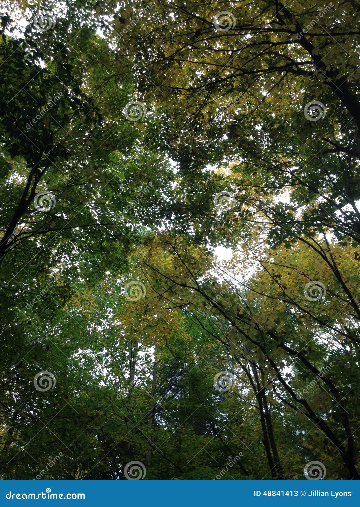 As Above stock image. Image of woods, autumn, summer - 48841413