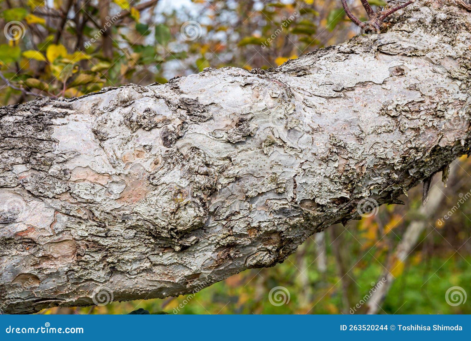Beautiful Patterns on the Bark of an Old Apple Tree. Stock Photo ...