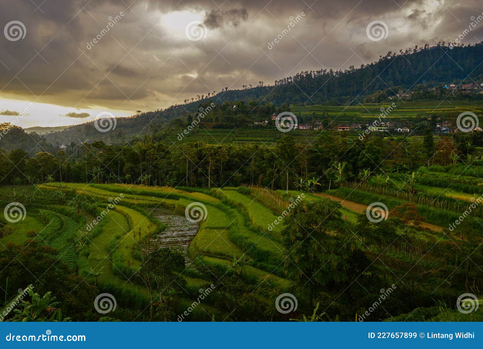 Sunset and rice fields stock image. Image of hill, flower - 227657899