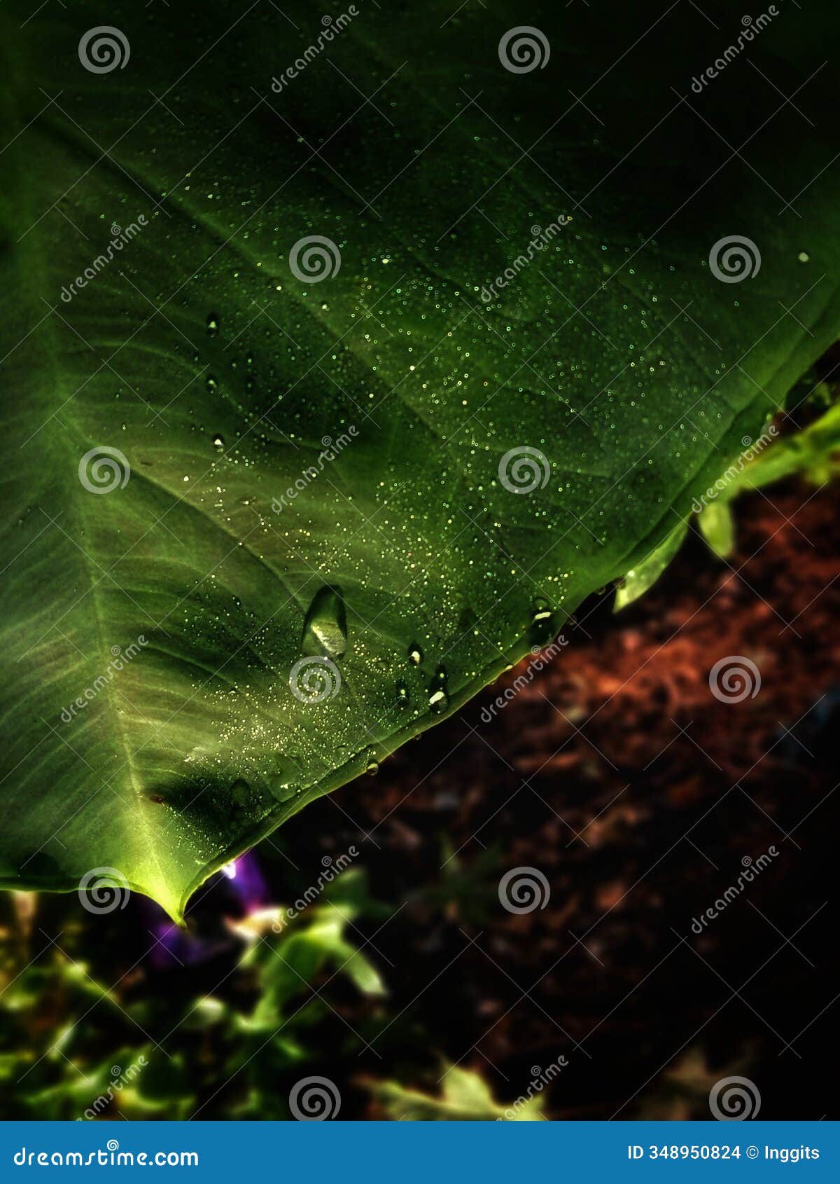 As Cool As Dews on the Taro Leaf Stock Photo - Image of plant, branch ...