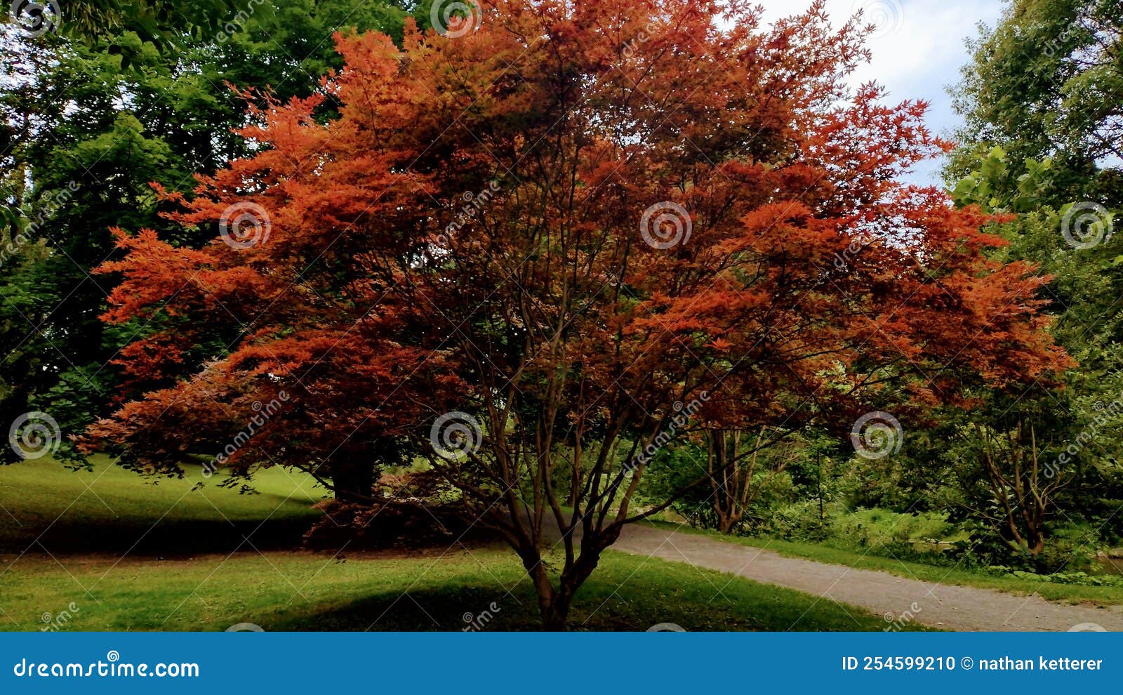 As Fall Begins to Sing stock photo. Image of color, sing - 254599210