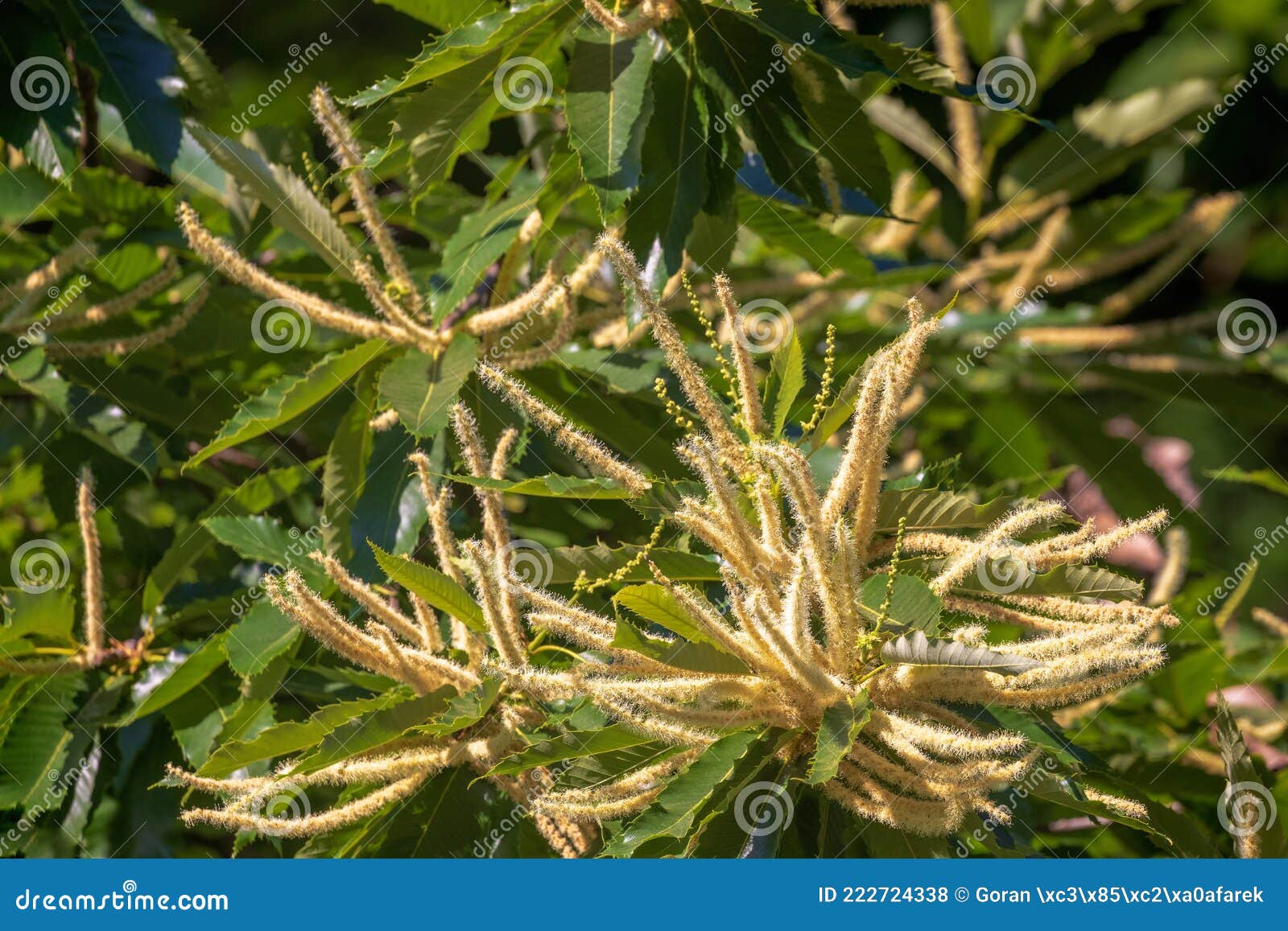 As flores da castanha doce foto de stock. Imagem de doce - 222724338