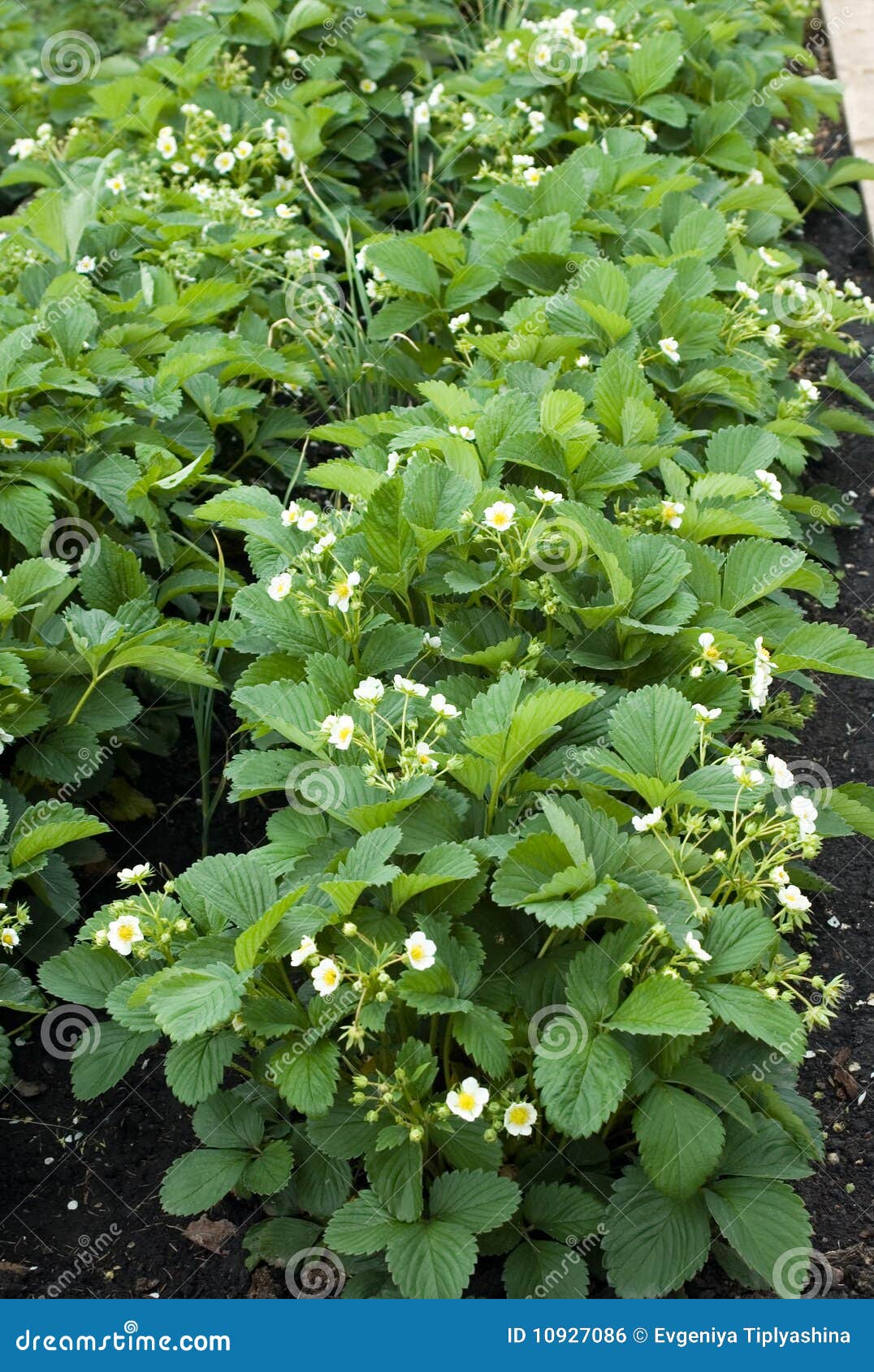 As flores da morango foto de stock. Imagem de cama, jardim - 10927086