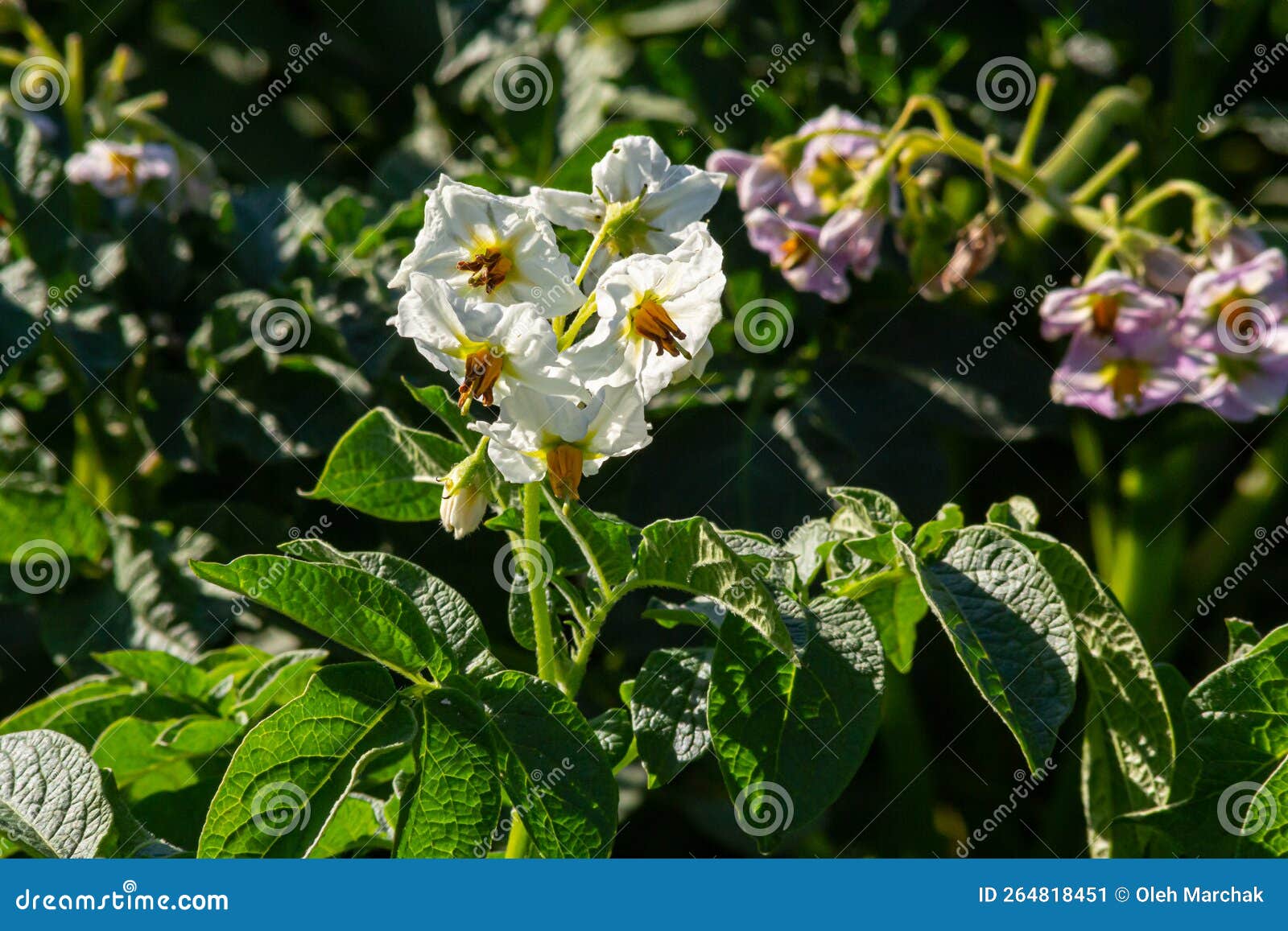 As Flores De Batata Florescendo No Gramado Imagem de Stock - Imagem de ...
