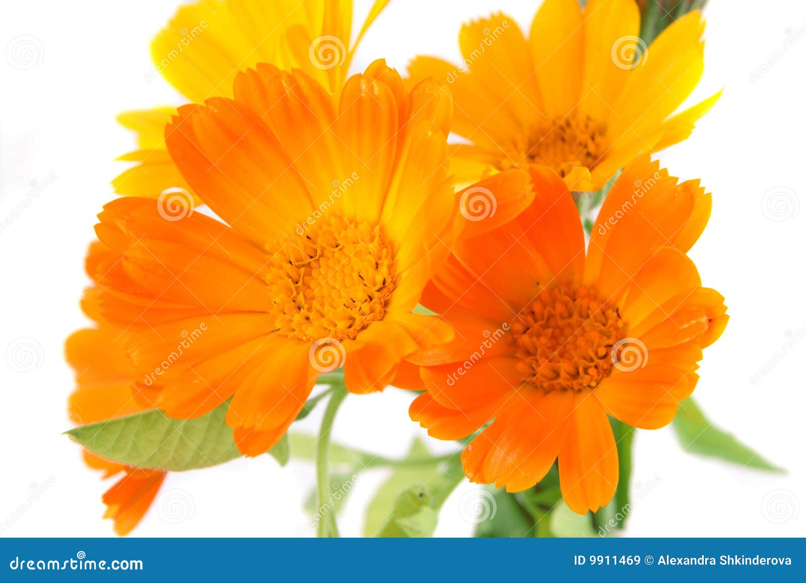 As flores do calendula imagem de stock. Imagem de flor - 9911469