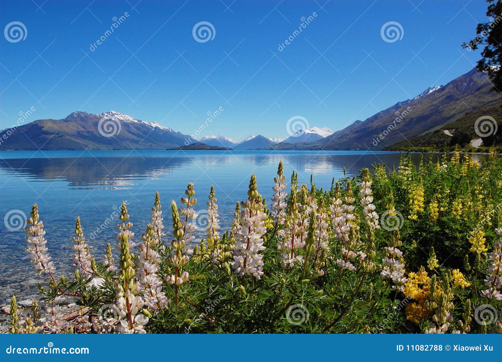 As flores pelo lago foto de stock. Imagem de paisagem - 11082788