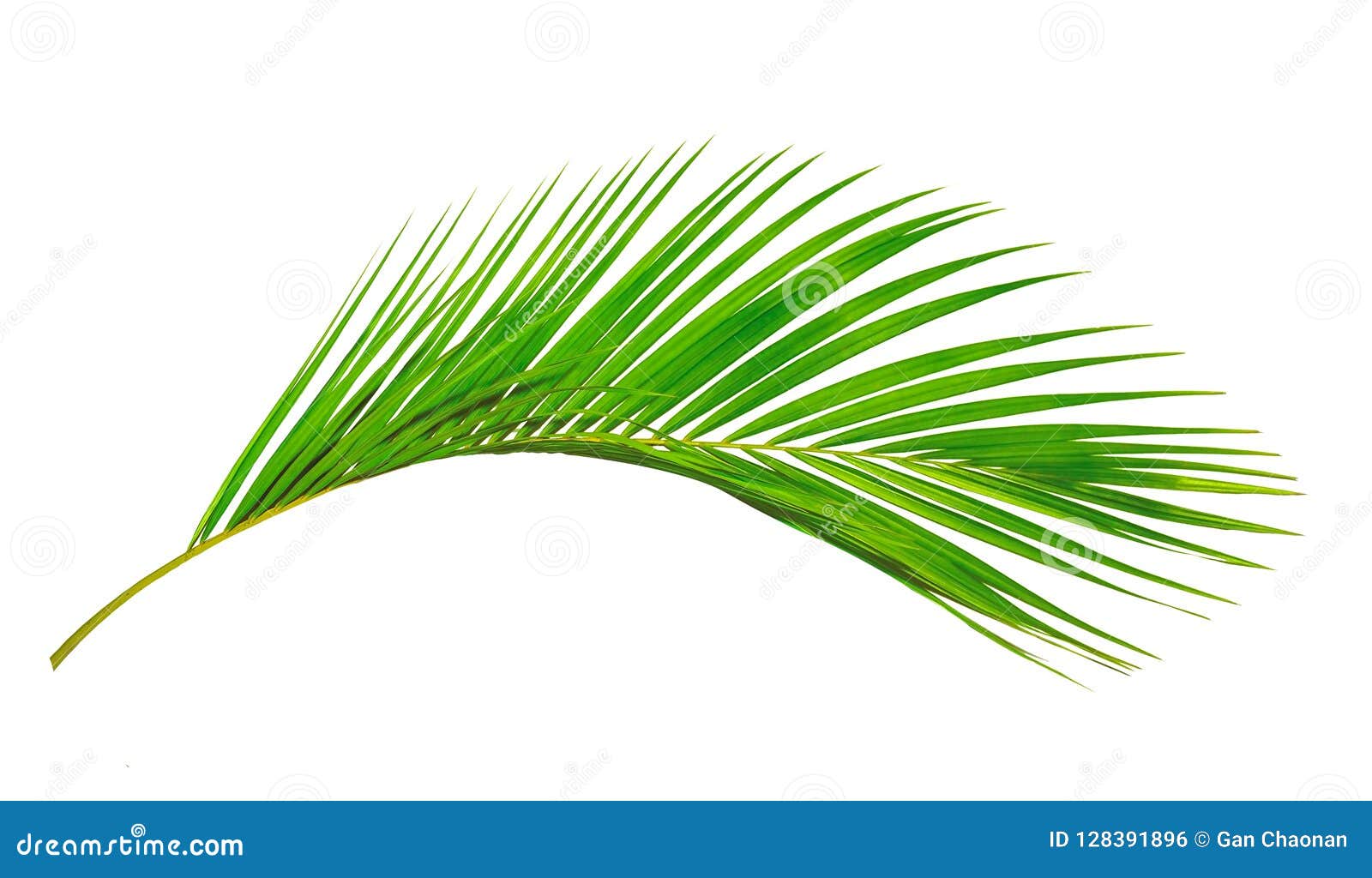 As Folhas Do Coco Ou As Frondas Do Coco, Plam Verde Saem, Foto de Stock ...