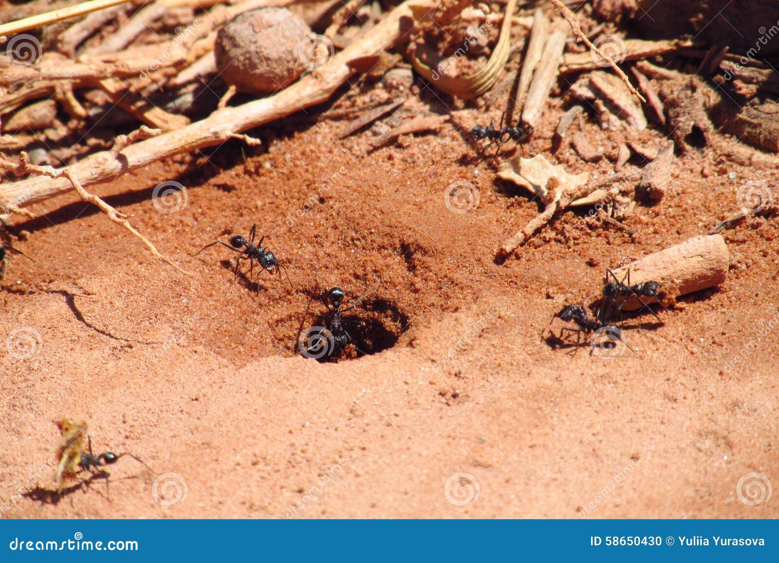 As Formigas Aproximam a Toca Foto de Stock - Imagem de grama, fundo ...