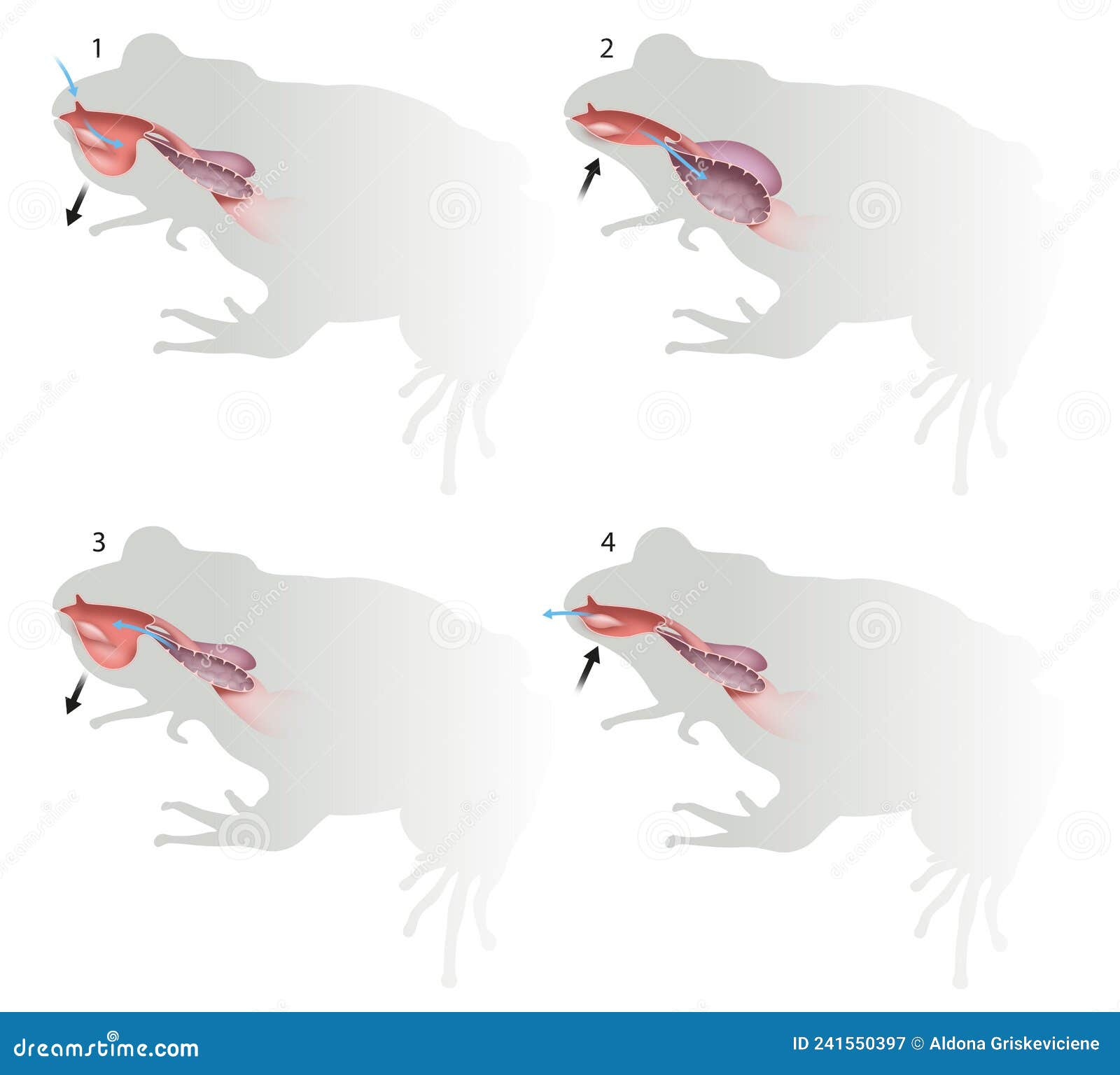 Respiratory System and Function of Frog Stock Illustration ...