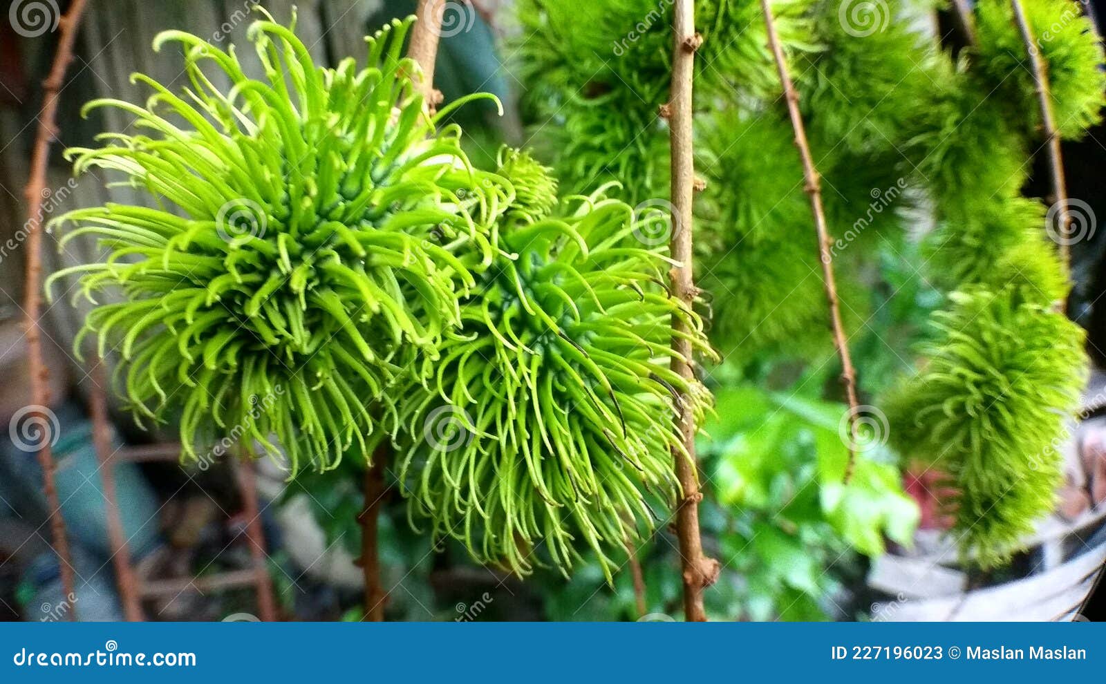 As Long As Young ``rambutan`` Stock Image - Image of natural, cooking ...