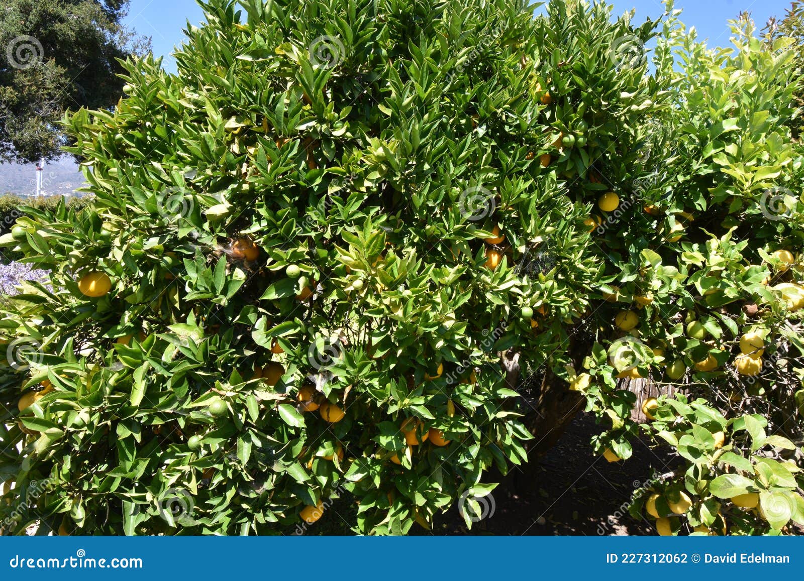 Lemon Grafted Orange Tree, 1. Stock Photo - Image of back, plant: 227312062
